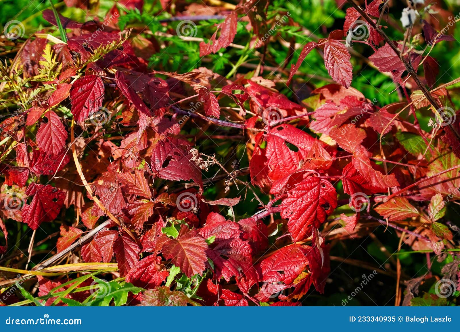 Autumn Colors, Red Leaves, Bright Autumn, Autumn Stock Image - Image of ...