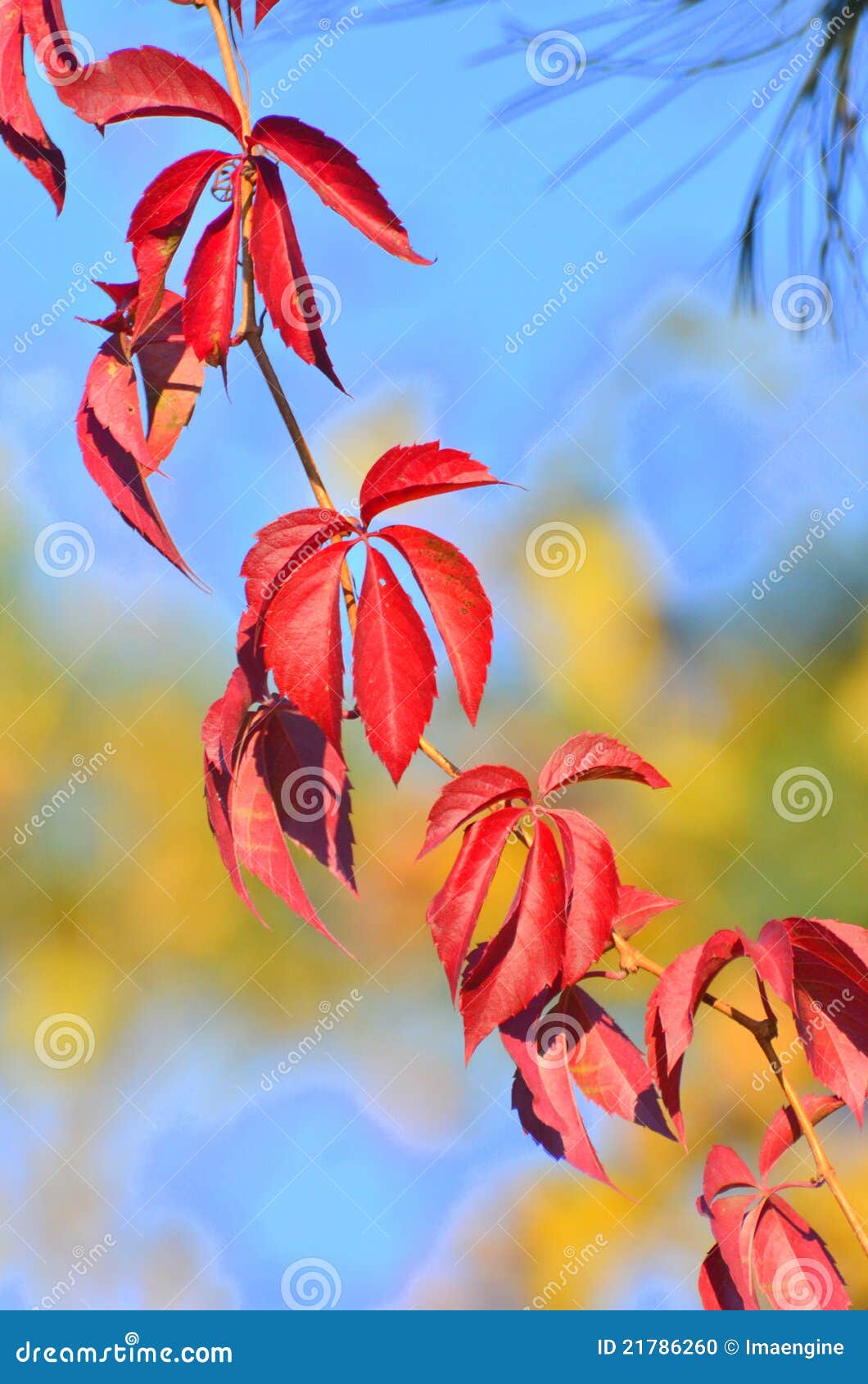Autumn Colors - Ruby Chain of Leaves Stock Photo - Image of details ...