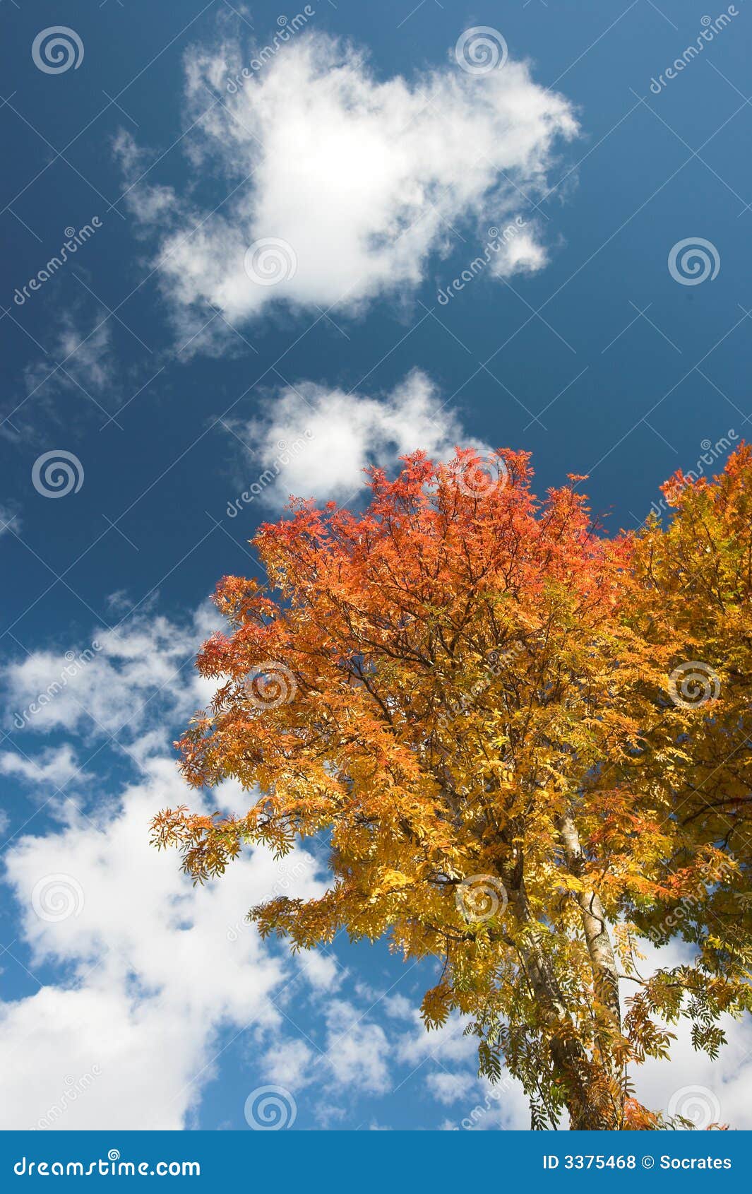 Autumn colors on tree stock photo. Image of outside, leaf - 3375468