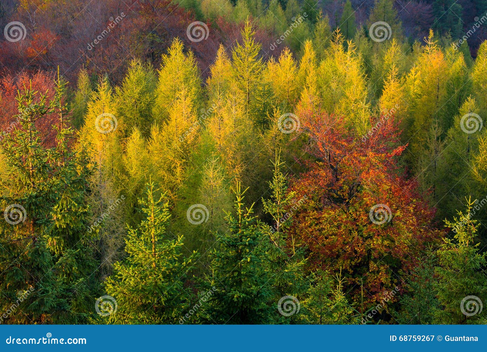 Autumn colors stock image. Image of background, forest - 68759267