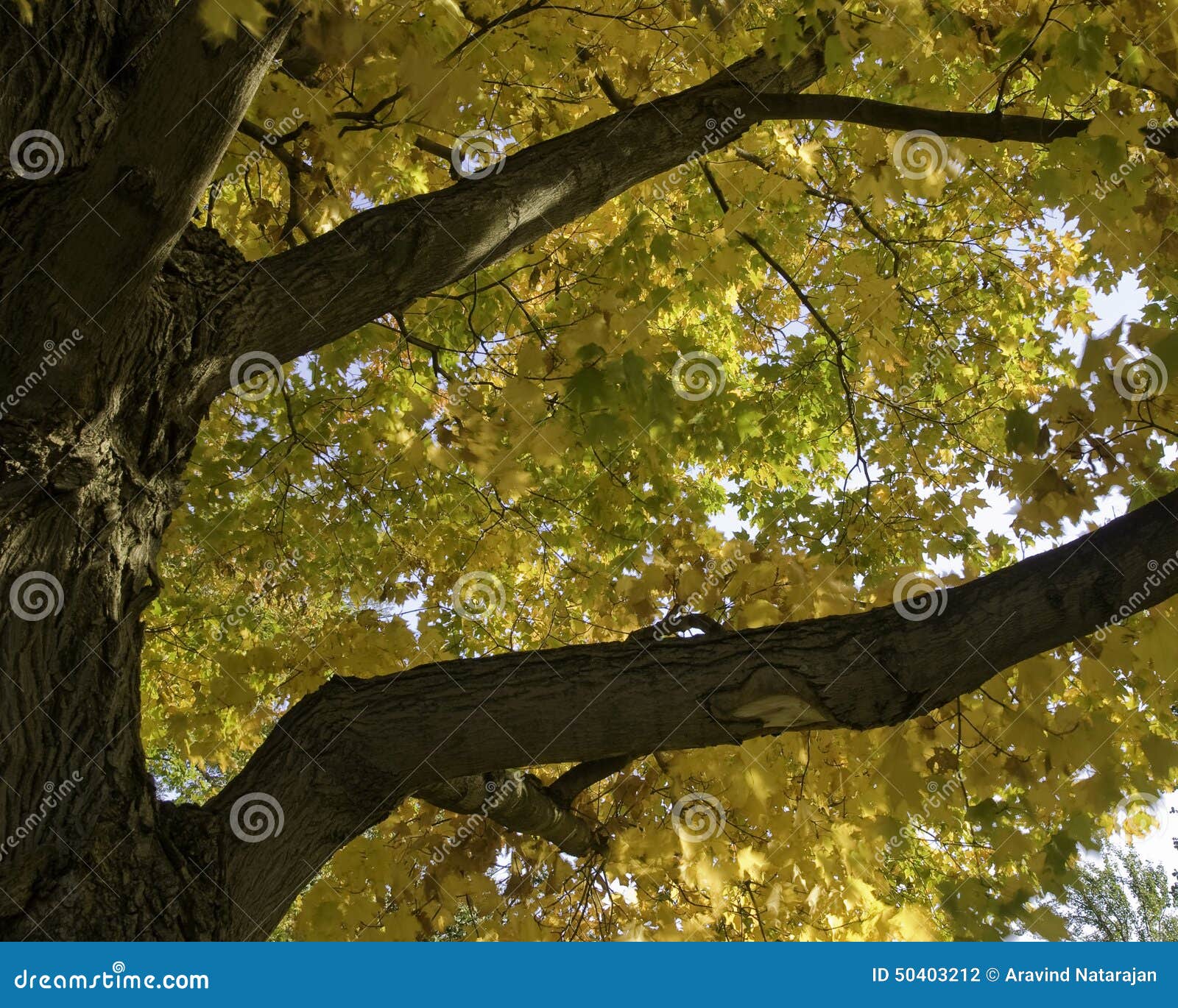 211 Pittsburgh Fall Autumn Stock Photos - Free & Royalty-Free Stock ...