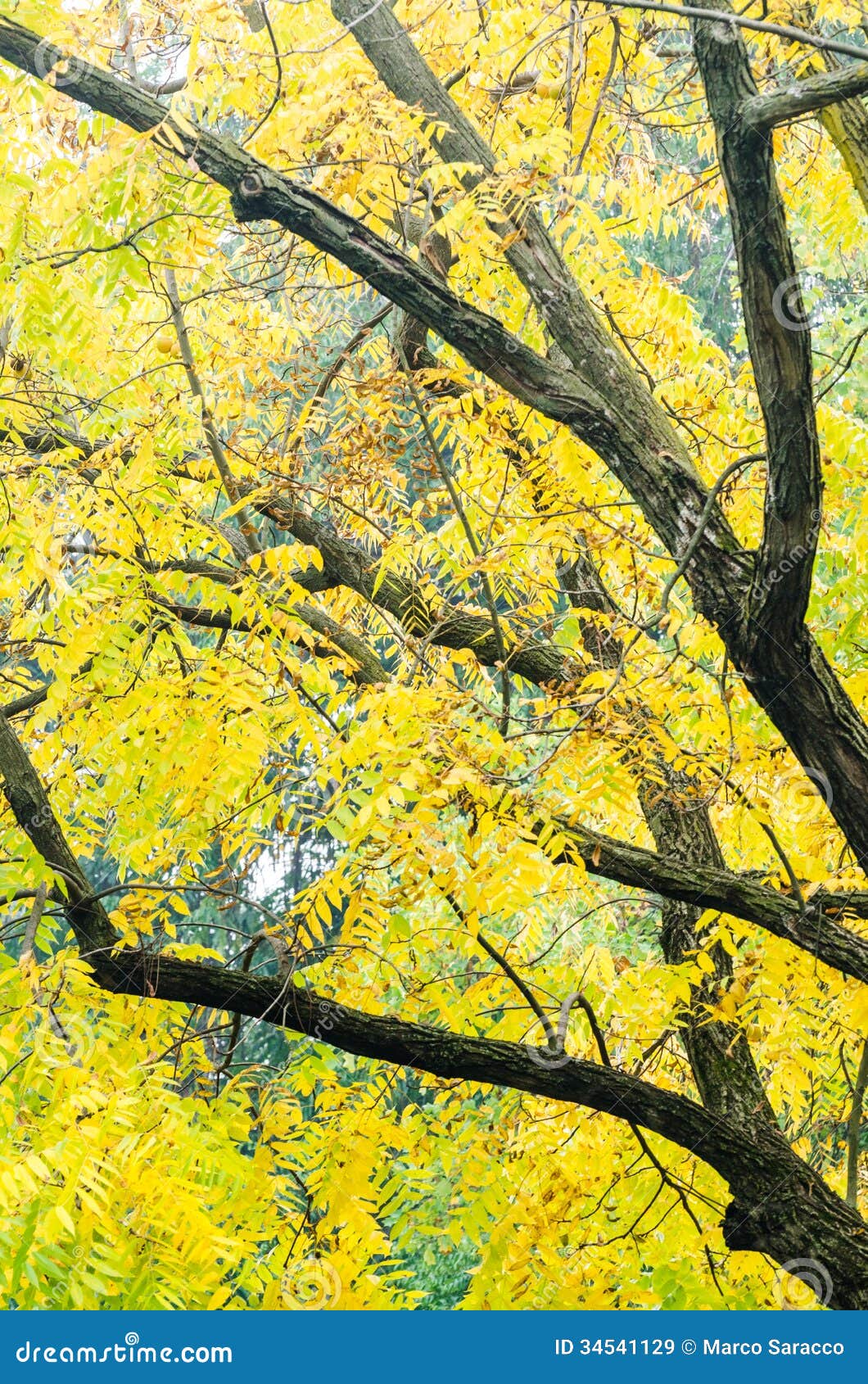 Autumn colors stock image. Image of love, plant, environment - 34541129