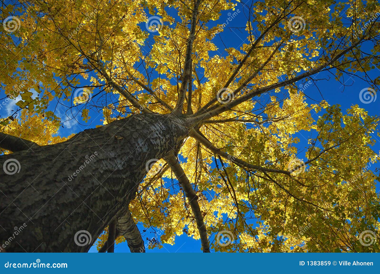 Autumn colors in trees stock image. Image of leafs, scene - 1383859