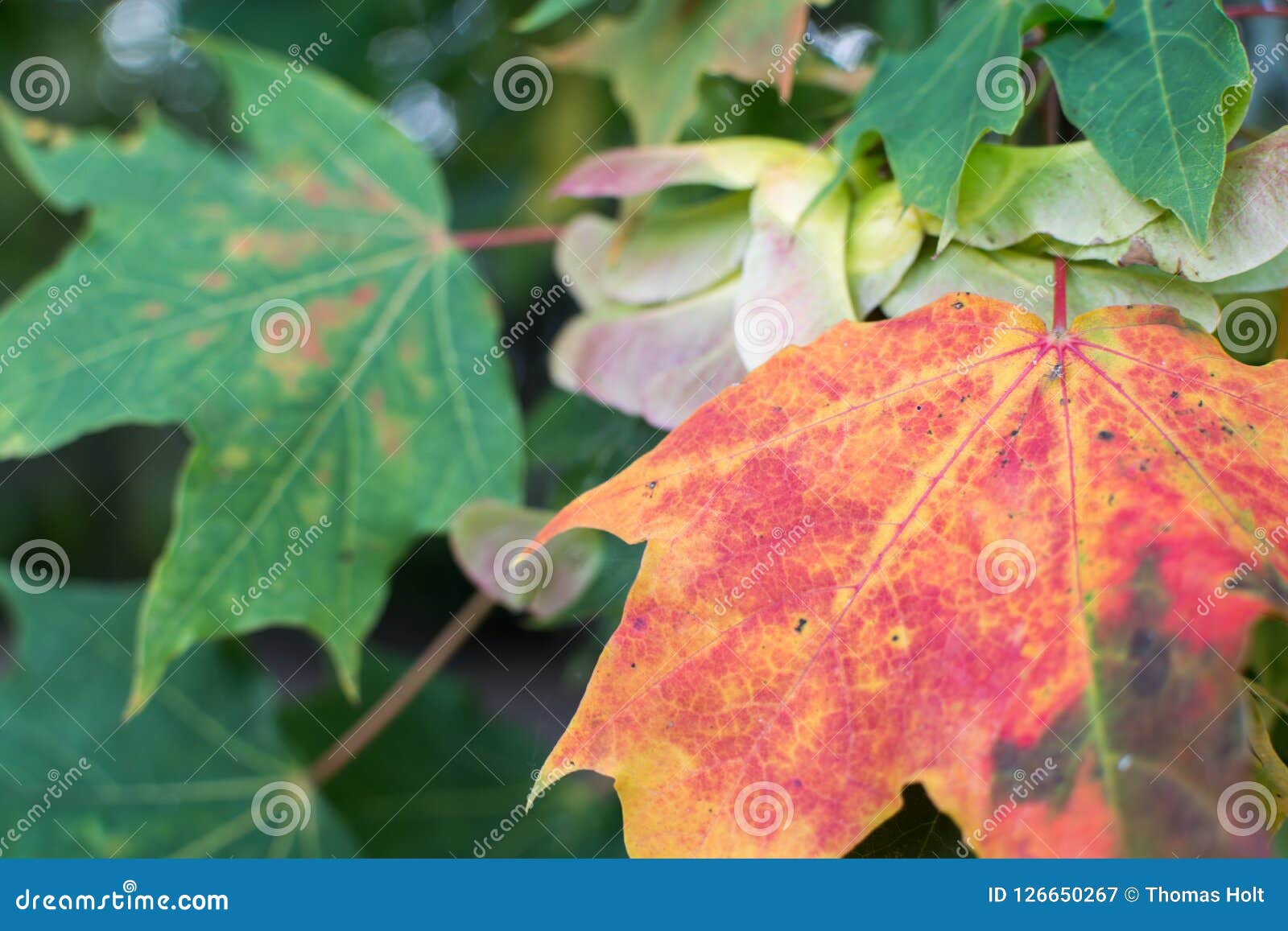 Autumn Colors in Changing Season Stock Image - Image of branch, change ...