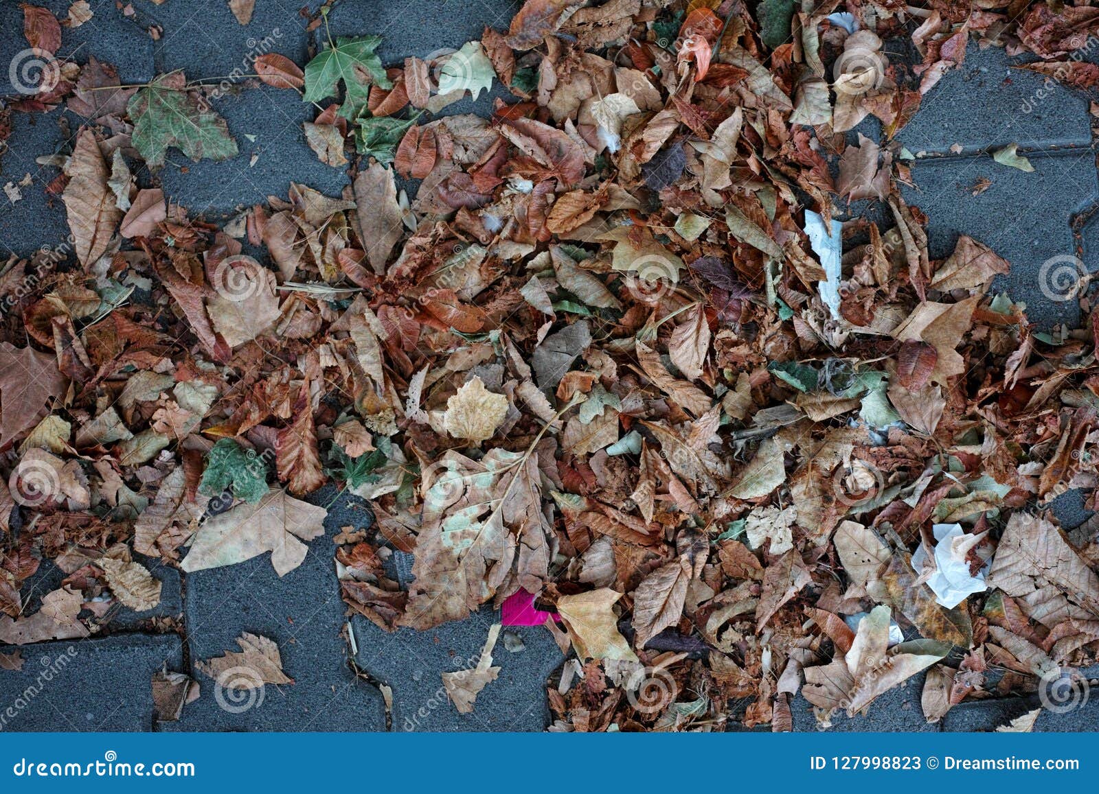 Autumn Colors and Trees Autumn Concepts Leafs Stock Image - Image of ...