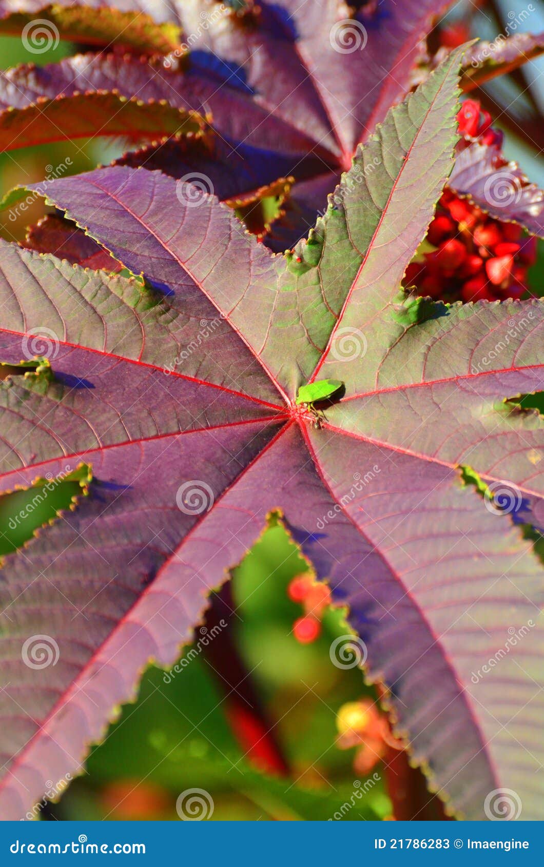 Autumn Colors - Violet Star Leaf and Green Bug Stock Image - Image of ...