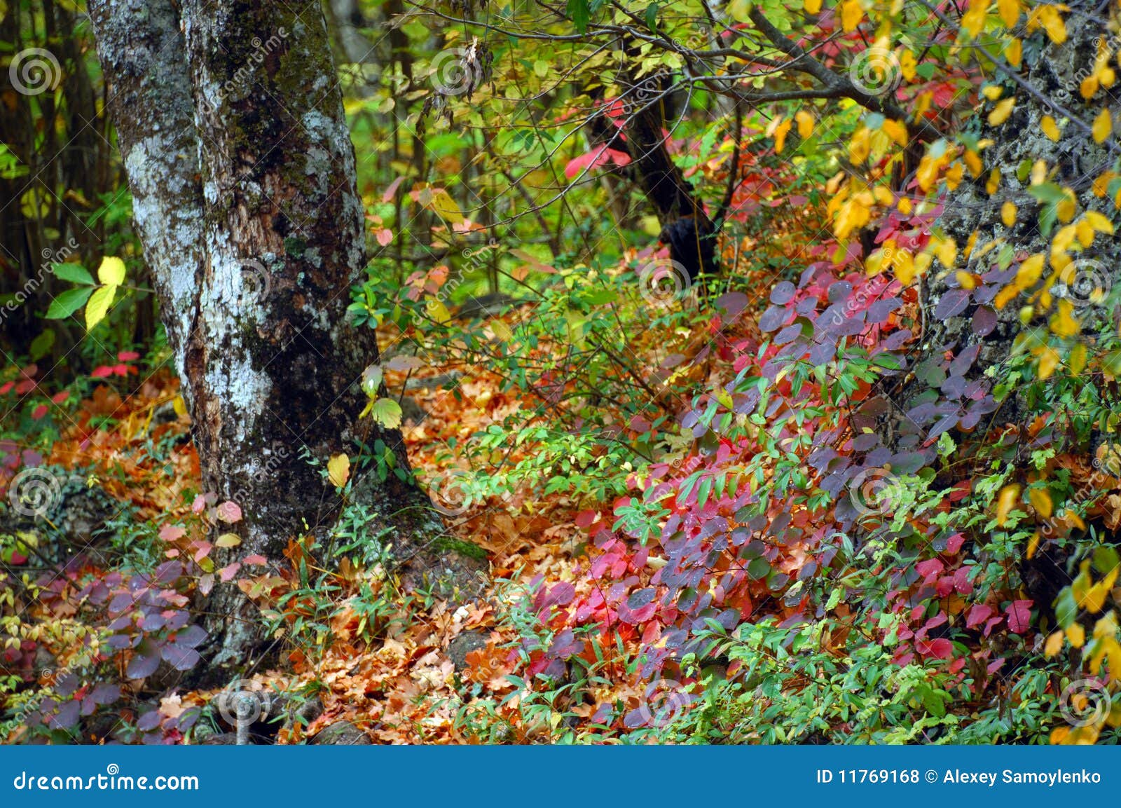 Autumn colors by the water stock photo. Image of calmness - 11769168