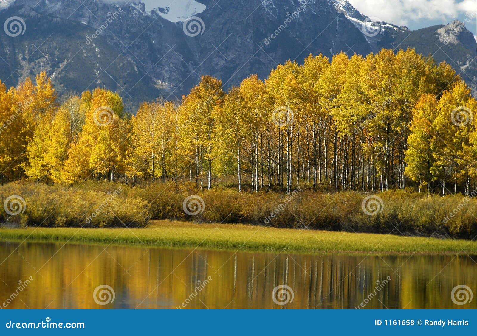 Autumn colors in Wyoming stock photo. Image of park, wyoming - 1161658