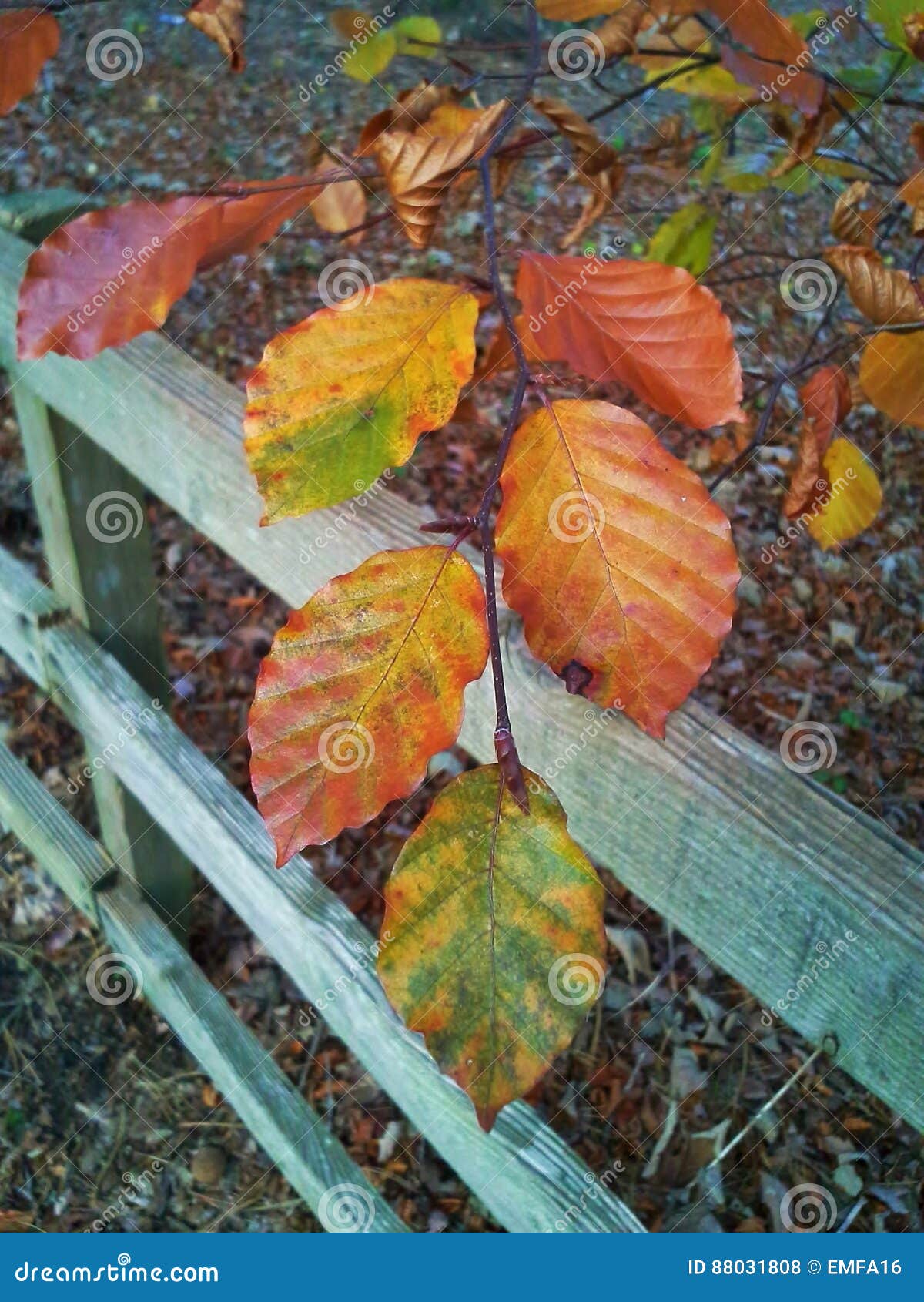Autumn Coloured Beech Tree Leaves Stock Photo - Image of beech, brown ...