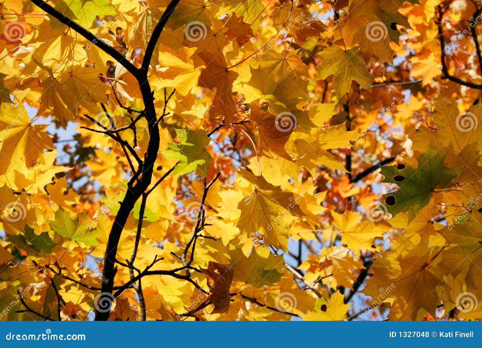 Autumn colours stock photo. Image of colourful, tree, backgrounds - 1327048