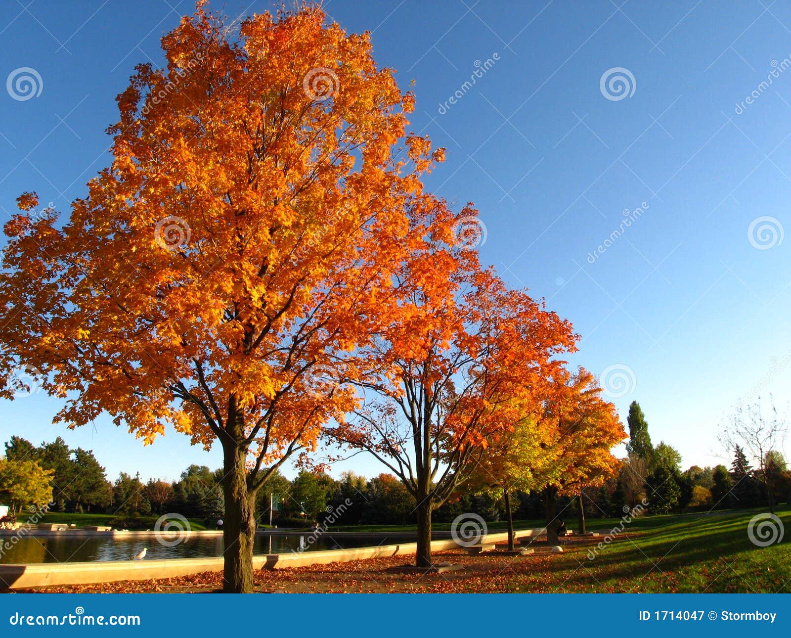Autumn colours stock image. Image of autumn, orange, landscape - 1714047