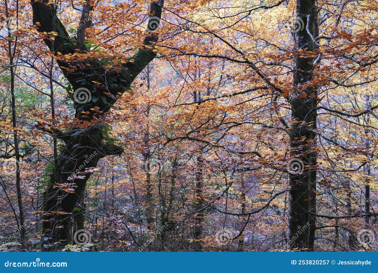 Autumn Colours in the Forest Stock Image - Image of autumn, leaves ...