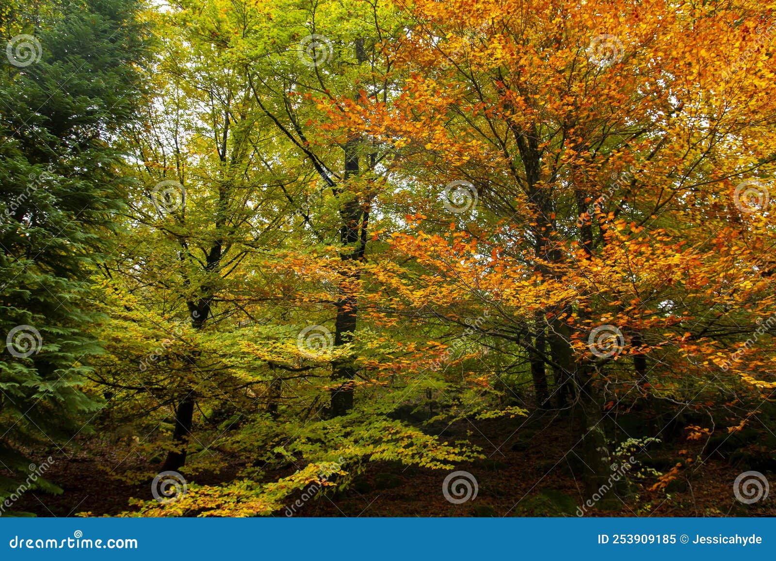 Autumn Colours in the Forest Stock Image - Image of landscape ...