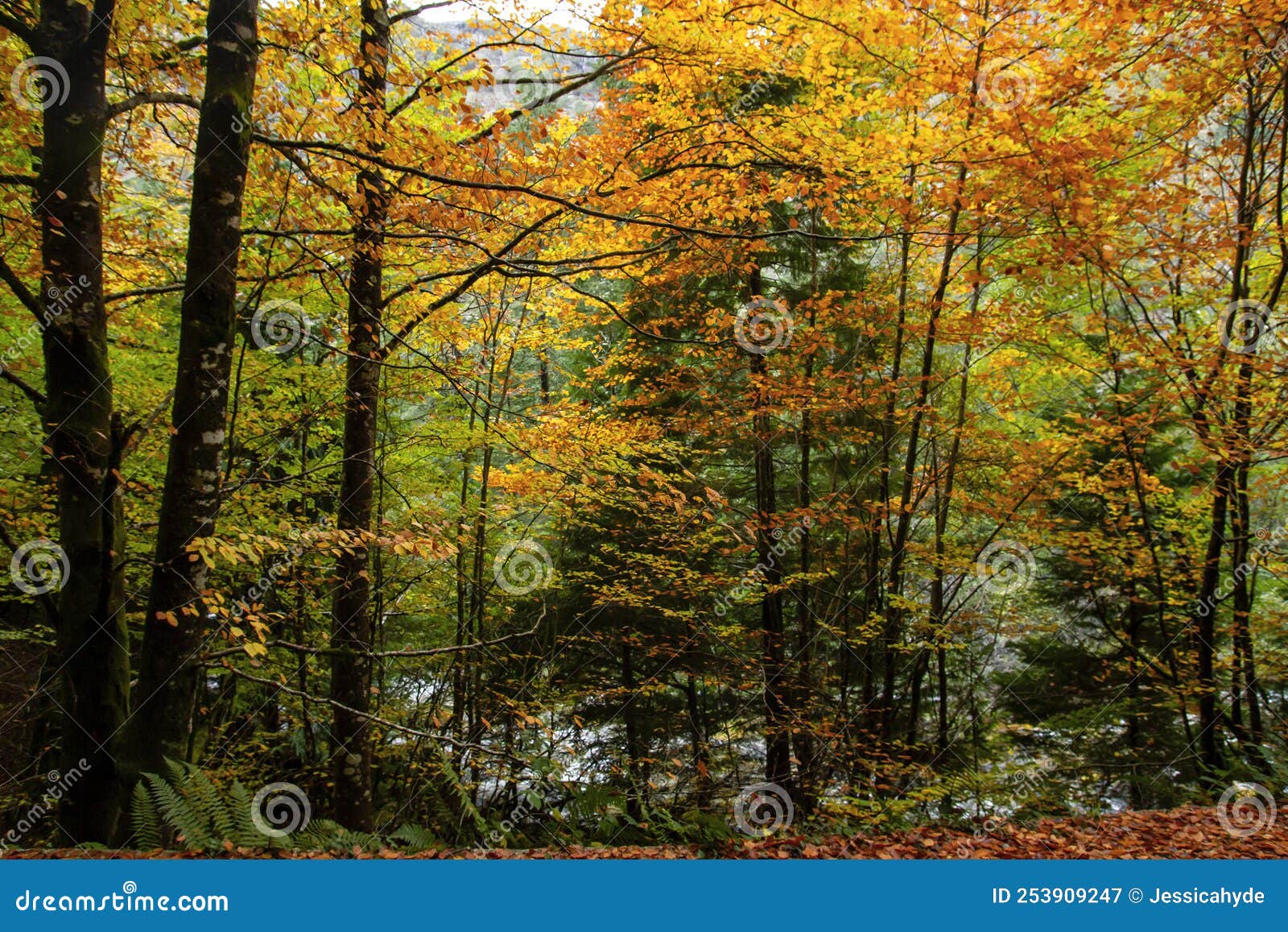 Autumn Colours in the Forest Stock Image - Image of foliage, nature ...