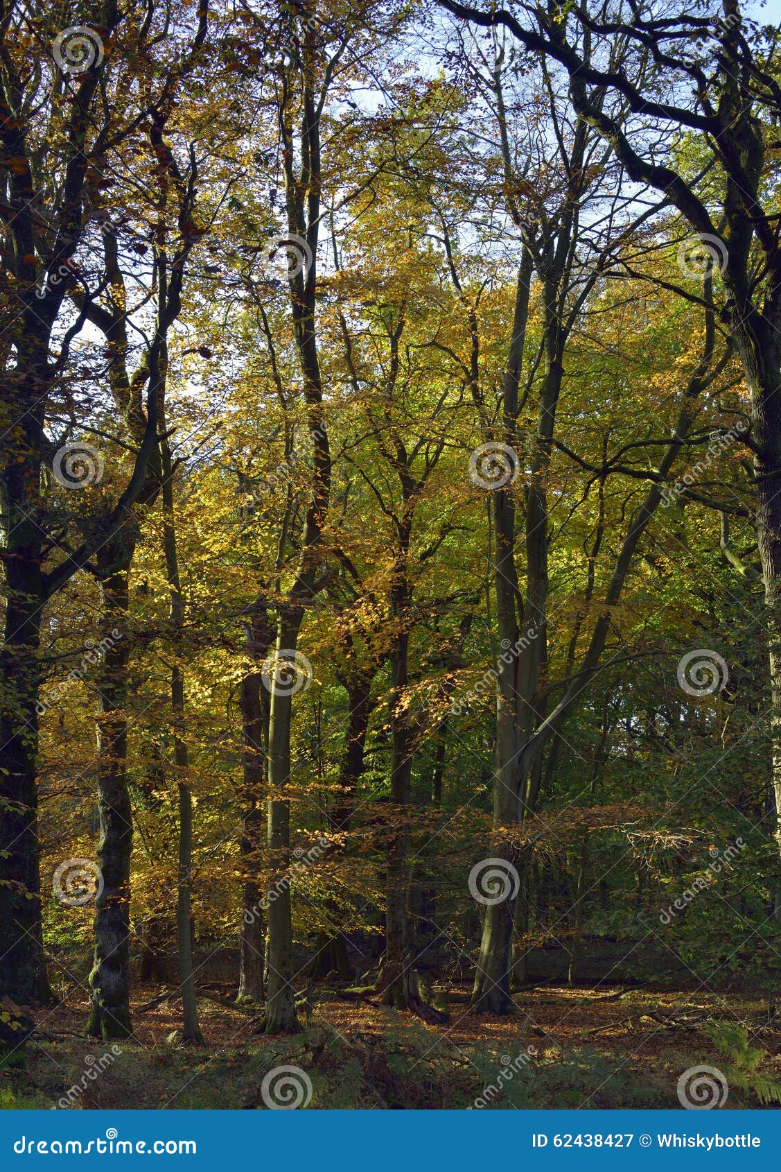 Autumn Colours in Forest of Dean Stock Image - Image of fall, british ...