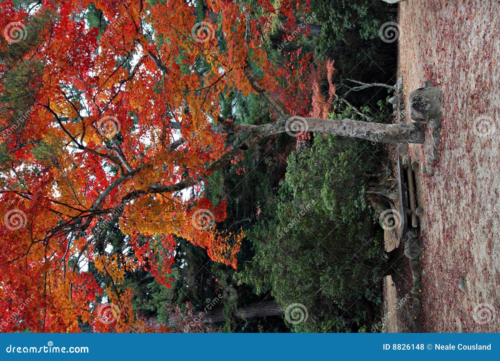 Autumn Colours in Japan stock photo. Image of oriental - 8826148
