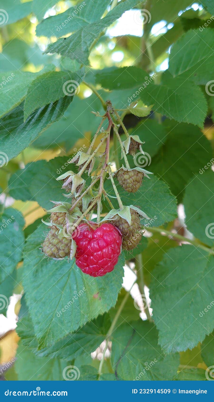 Autumn Colours - Raspberry Plant and Fruit Stock Image - Image of fruit ...