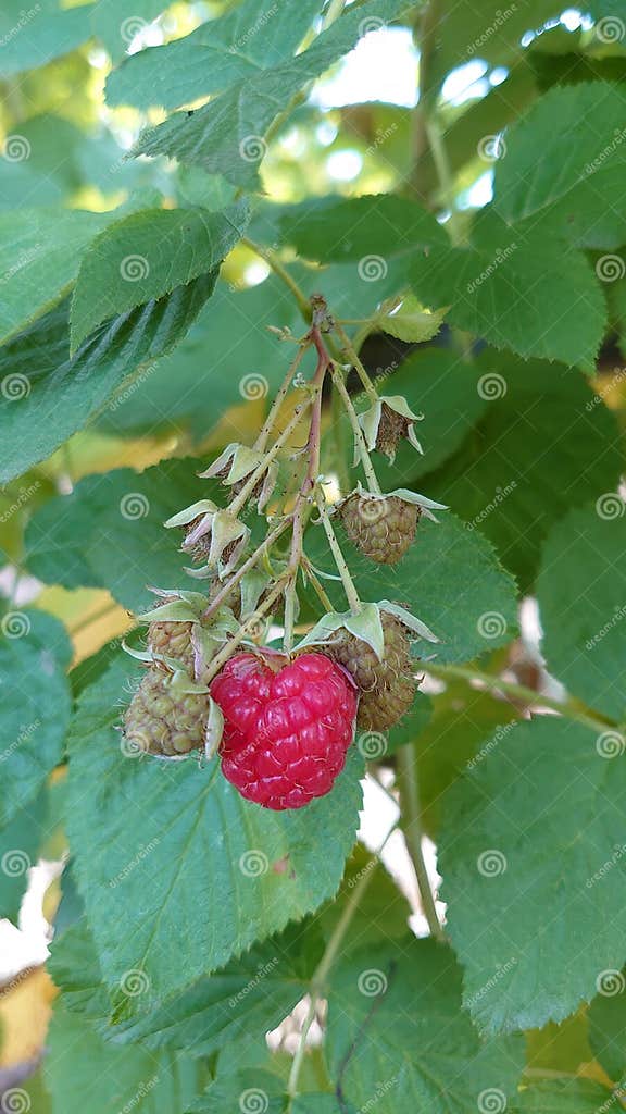 Autumn Colours - Raspberry Plant and Fruit Stock Image - Image of fruit ...