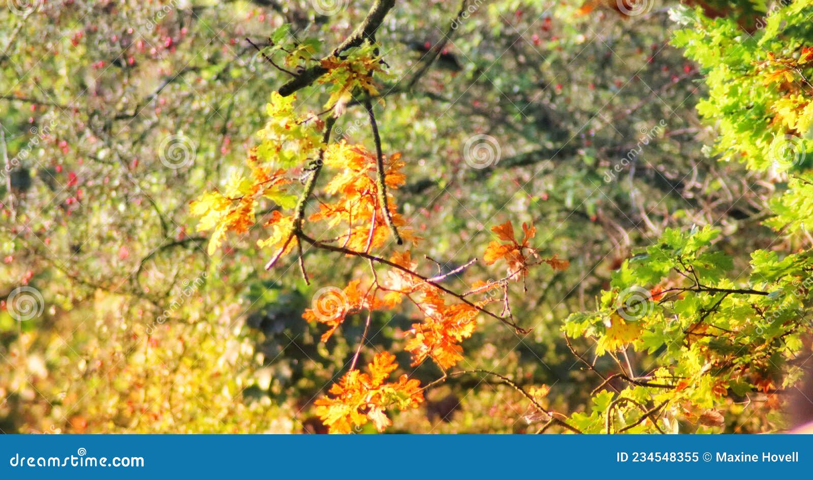 Autumn Leaves Hanging from a Tree Stock Image - Image of branches ...