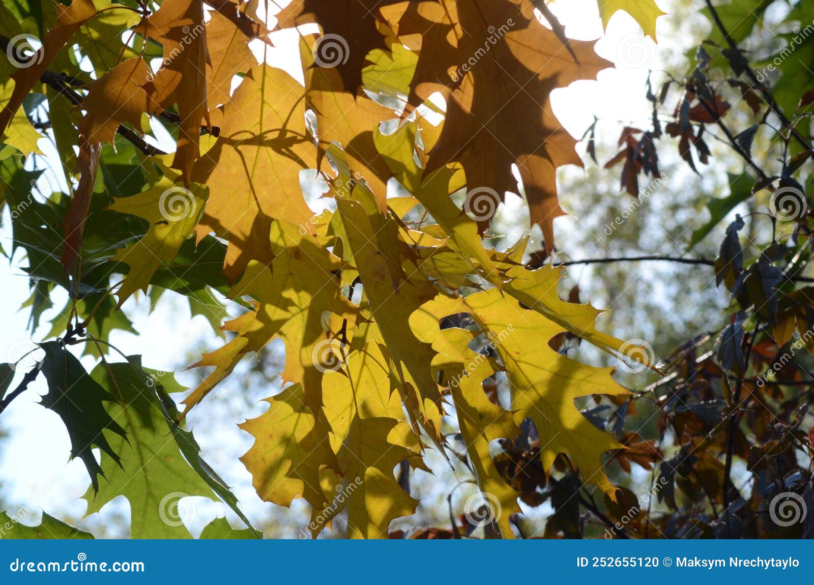 Autumn is coming soon stock photo. Image of maple, nature - 252655120
