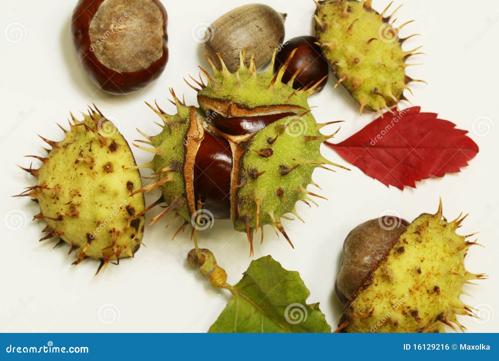 Autumn composition stock photo. Image of composition - 16129216