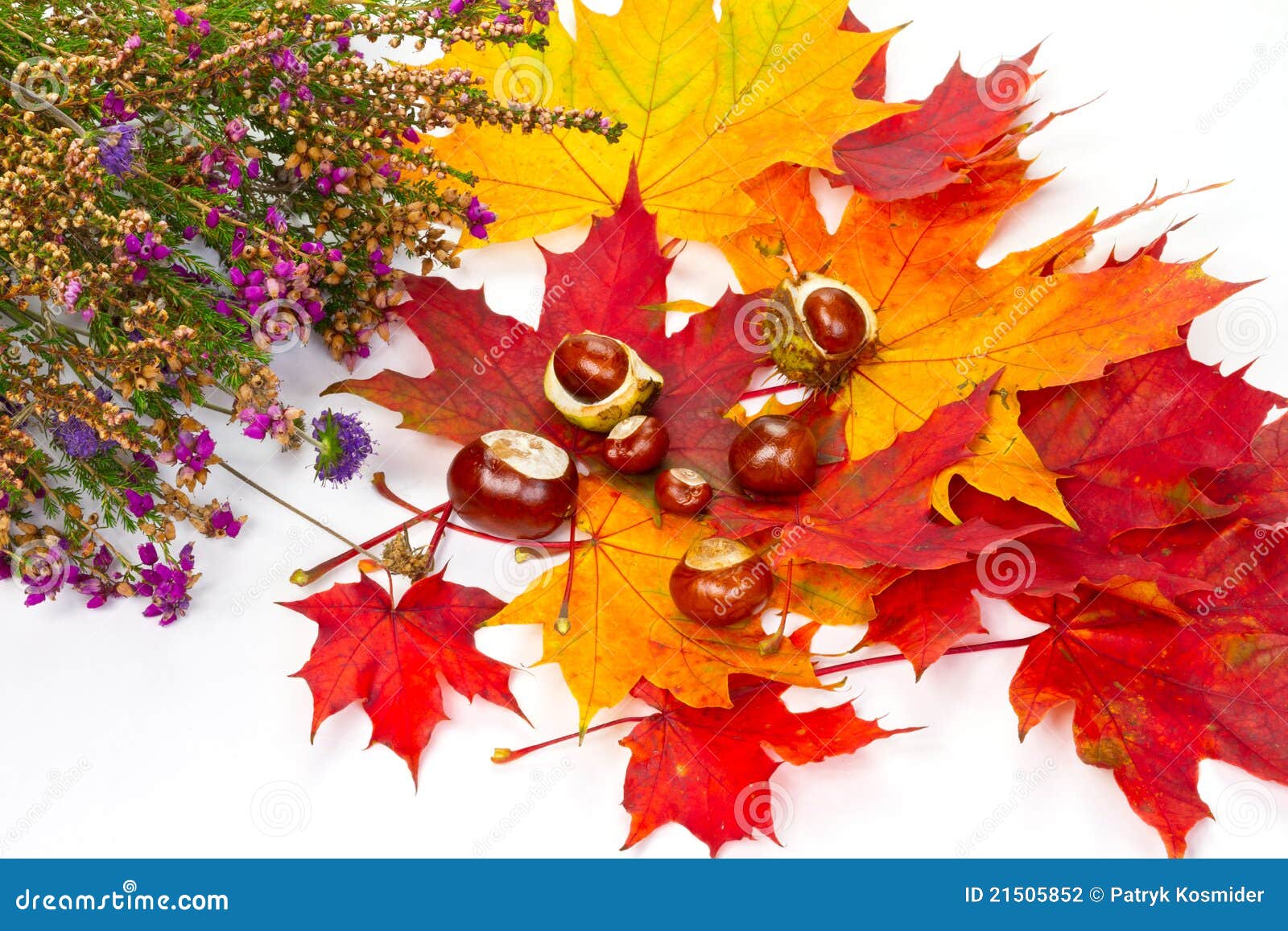 Autumn composition stock photo. Image of golden, orange - 21505852