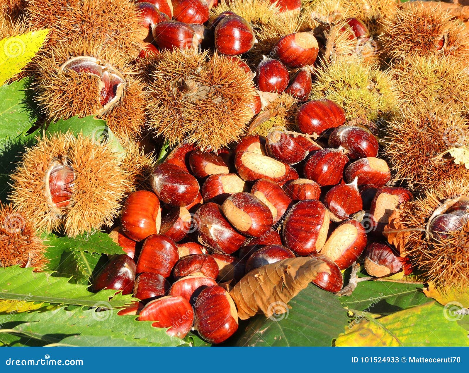 Autumn Composition of Chestnuts, Hedgehog and Chestnut Leaves Stock ...