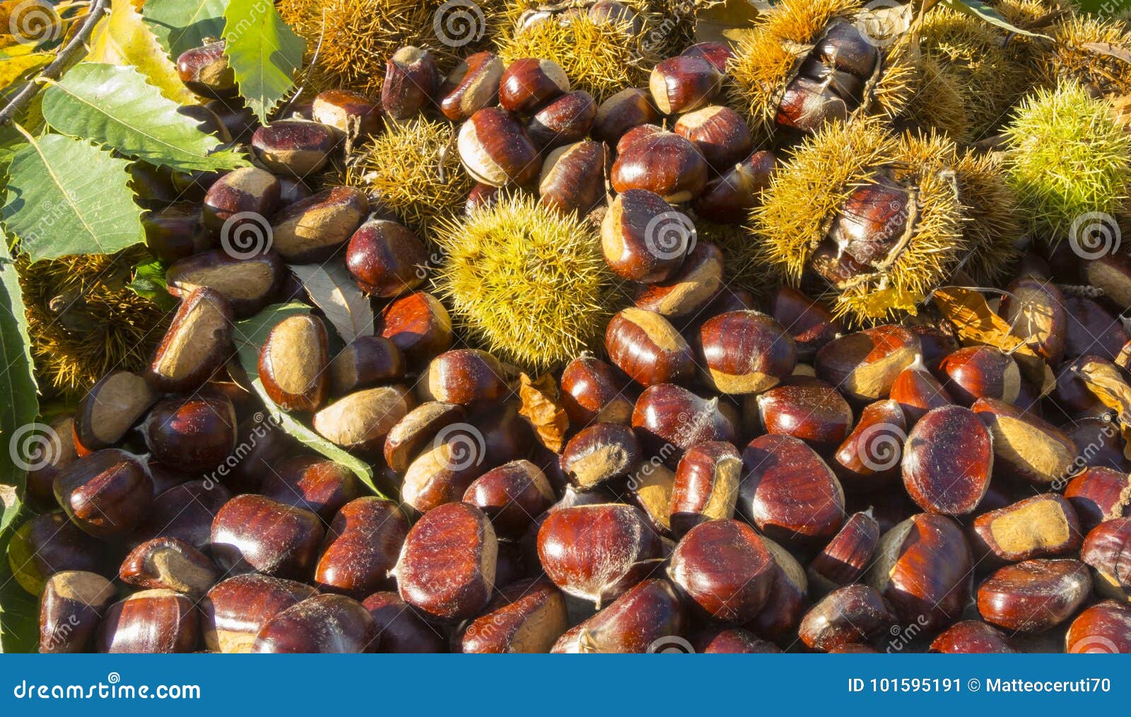 Autumn Composition of Chestnuts, Hedgehog and Chestnut Leaves Stock ...