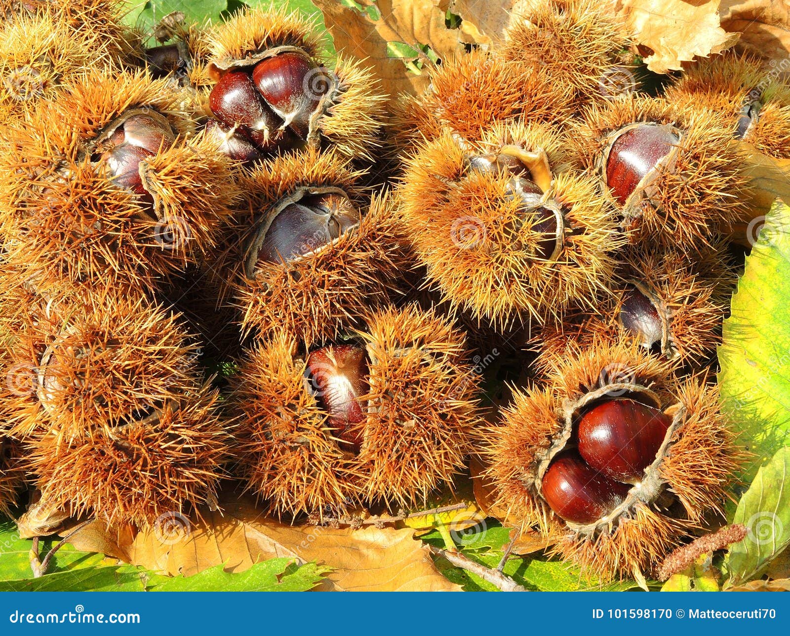Autumn Composition of Chestnuts, Hedgehog and Chestnut Leaves Stock ...