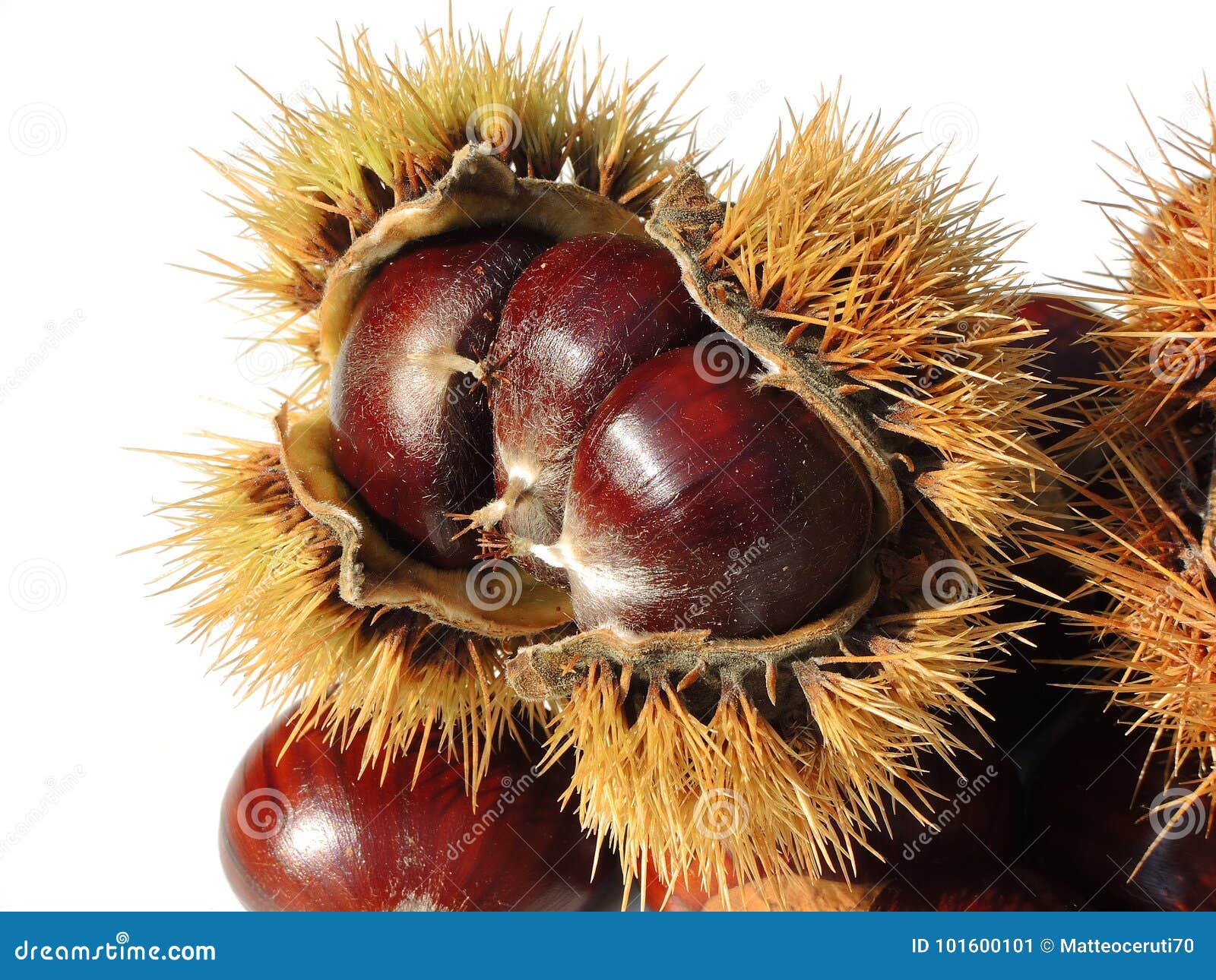 Autumn Composition of Chestnuts, Hedgehog on White Background Stock ...