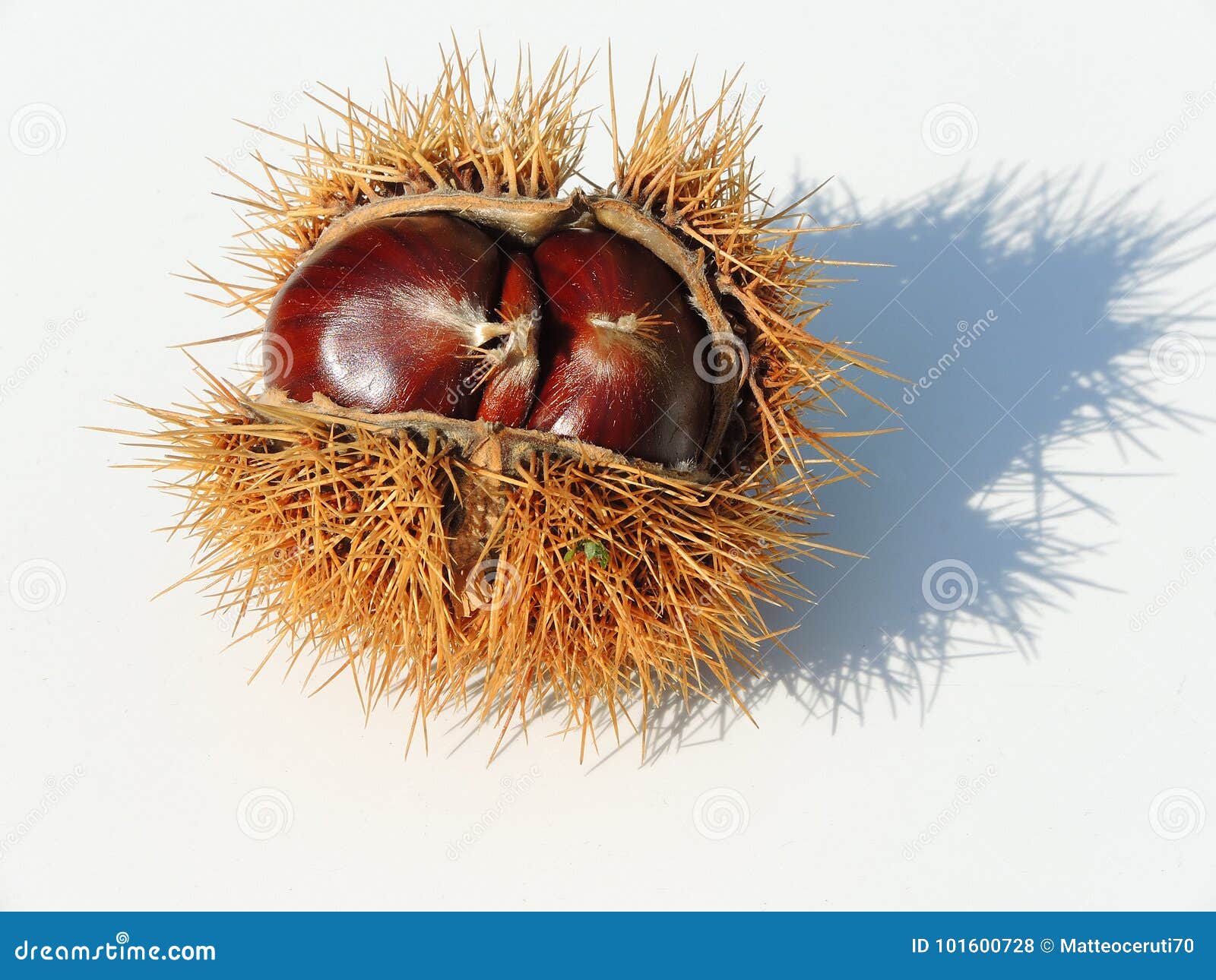 Autumn Composition of Chestnuts, Hedgehog on White Background Stock ...