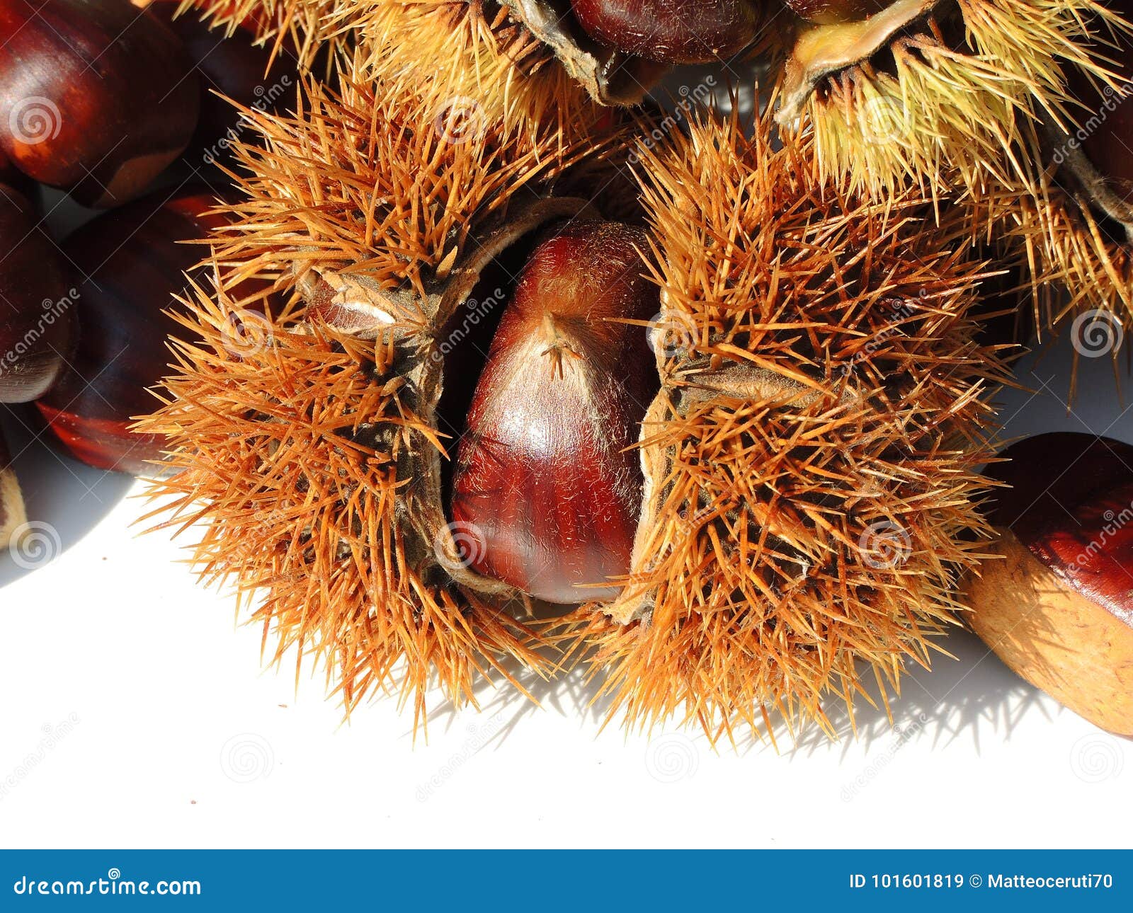Autumn Composition of Chestnuts, Hedgehog on White Background Stock ...
