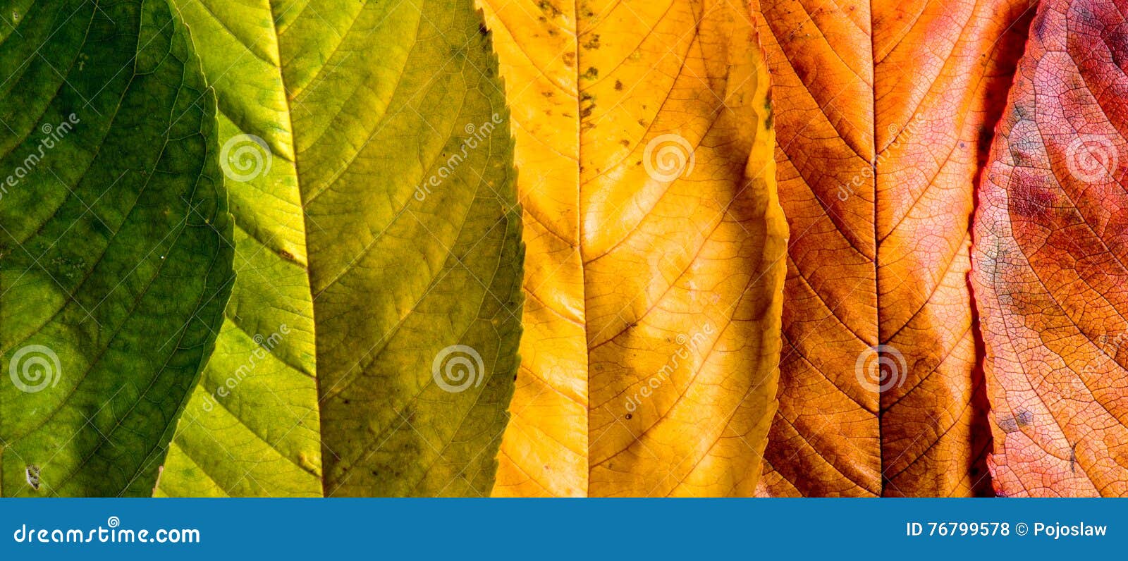 Autumn Composition, Colorful Leaves in a Row. Studio Shot. Stock Photo ...