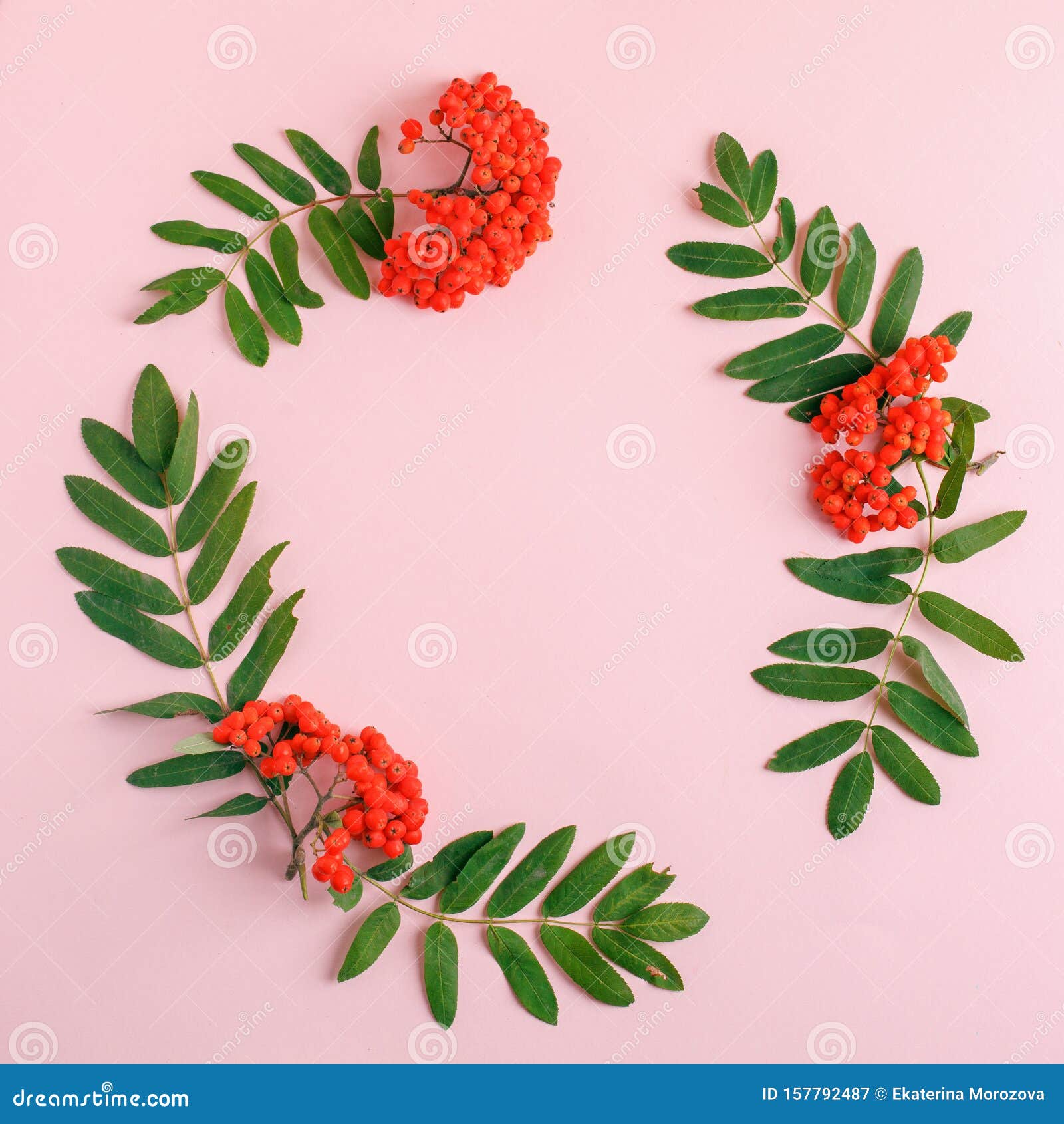 Autumn Composition. Frame of Leaves, Rowan Berries on a Pink Background ...