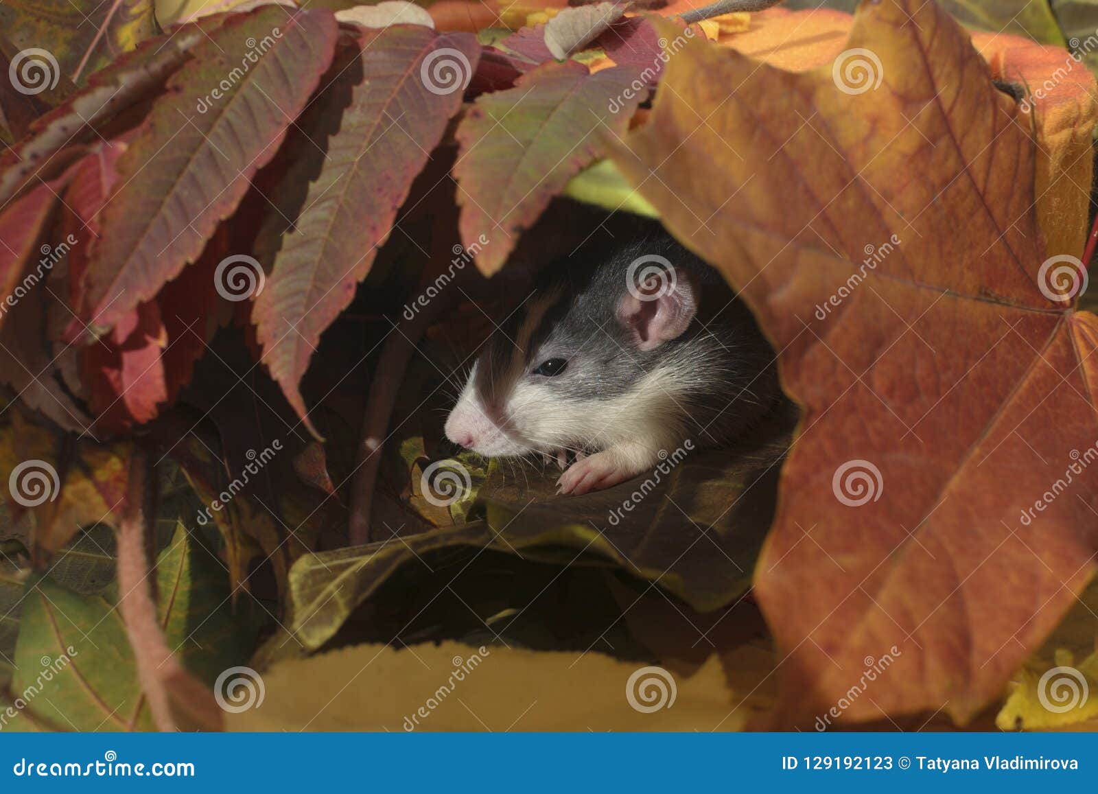 Autumn Composition with a Rat Stock Image - Image of cabbage, macro ...