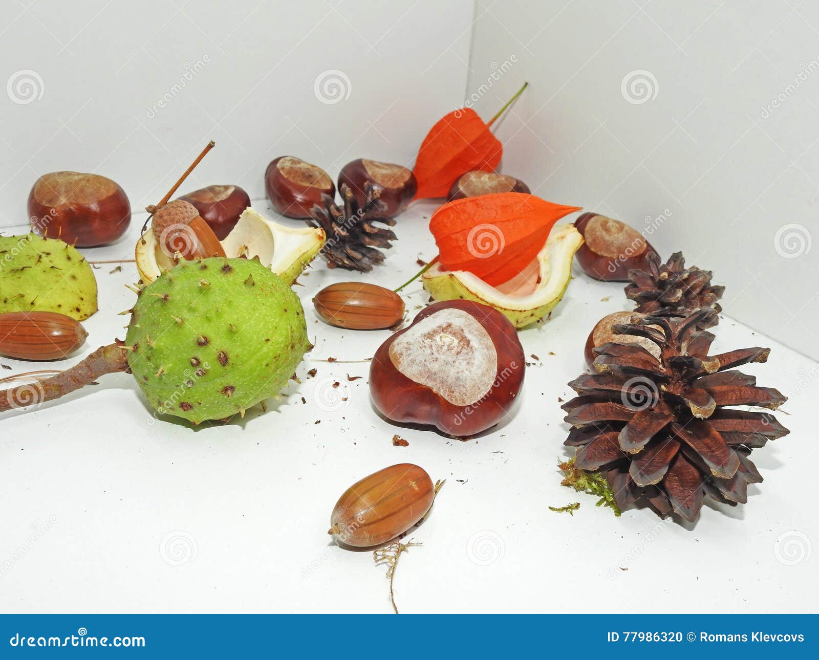 Autumn Composition Using Ripe Chestnut. Stock Photo - Image of foliage ...