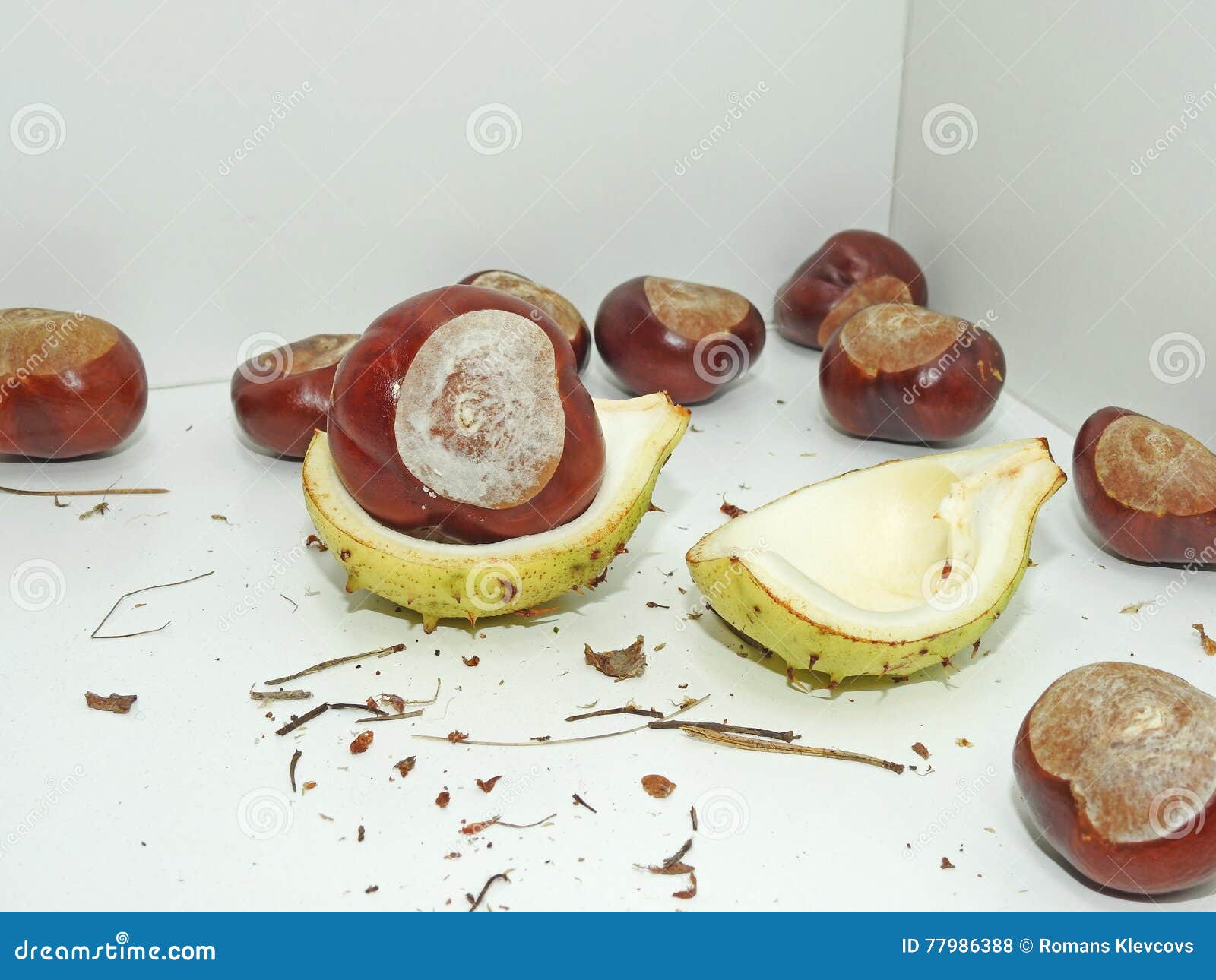 Autumn Composition Using Ripe Chestnut. Stock Photo - Image of macro ...
