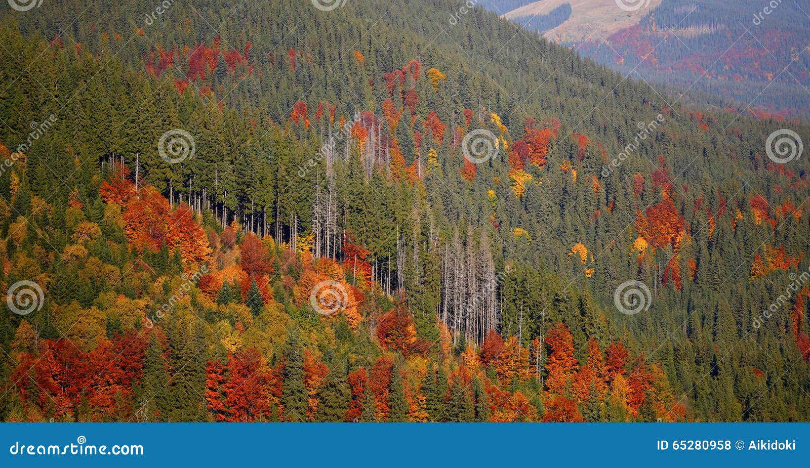 Autumn Coniferous Forest. Mountains Stock Photo - Image of outdoor ...