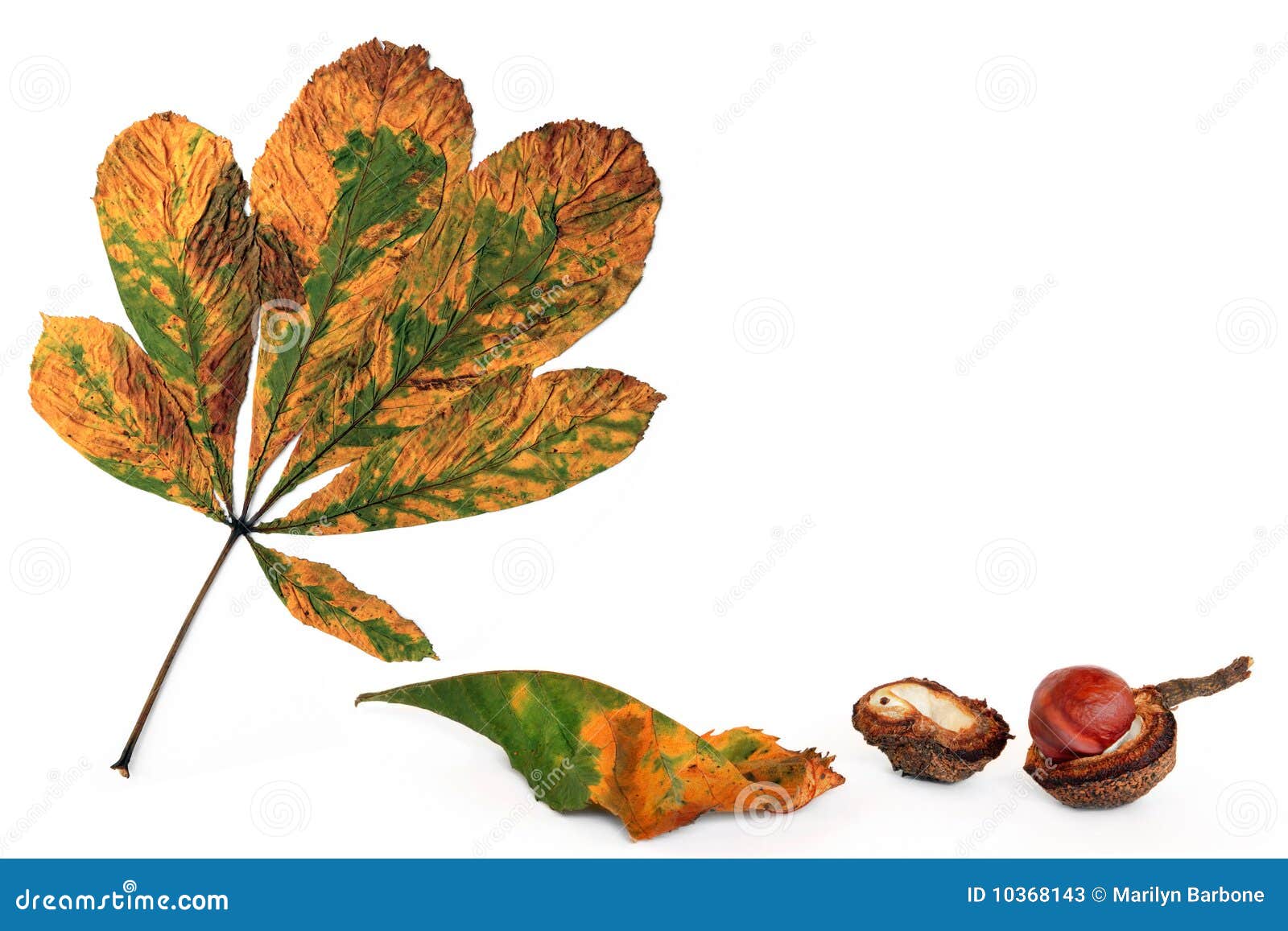 Autumn Conker Harvest stock image. Image of brown, leaves - 10368143