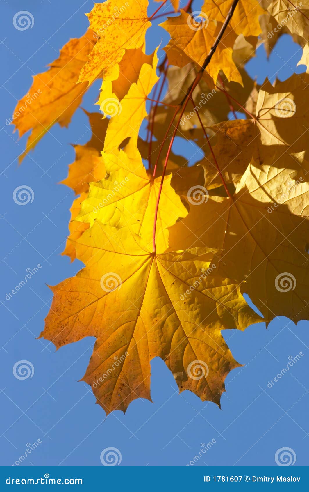 Autumn contrast stock image. Image of forest, leaves, park - 1781607