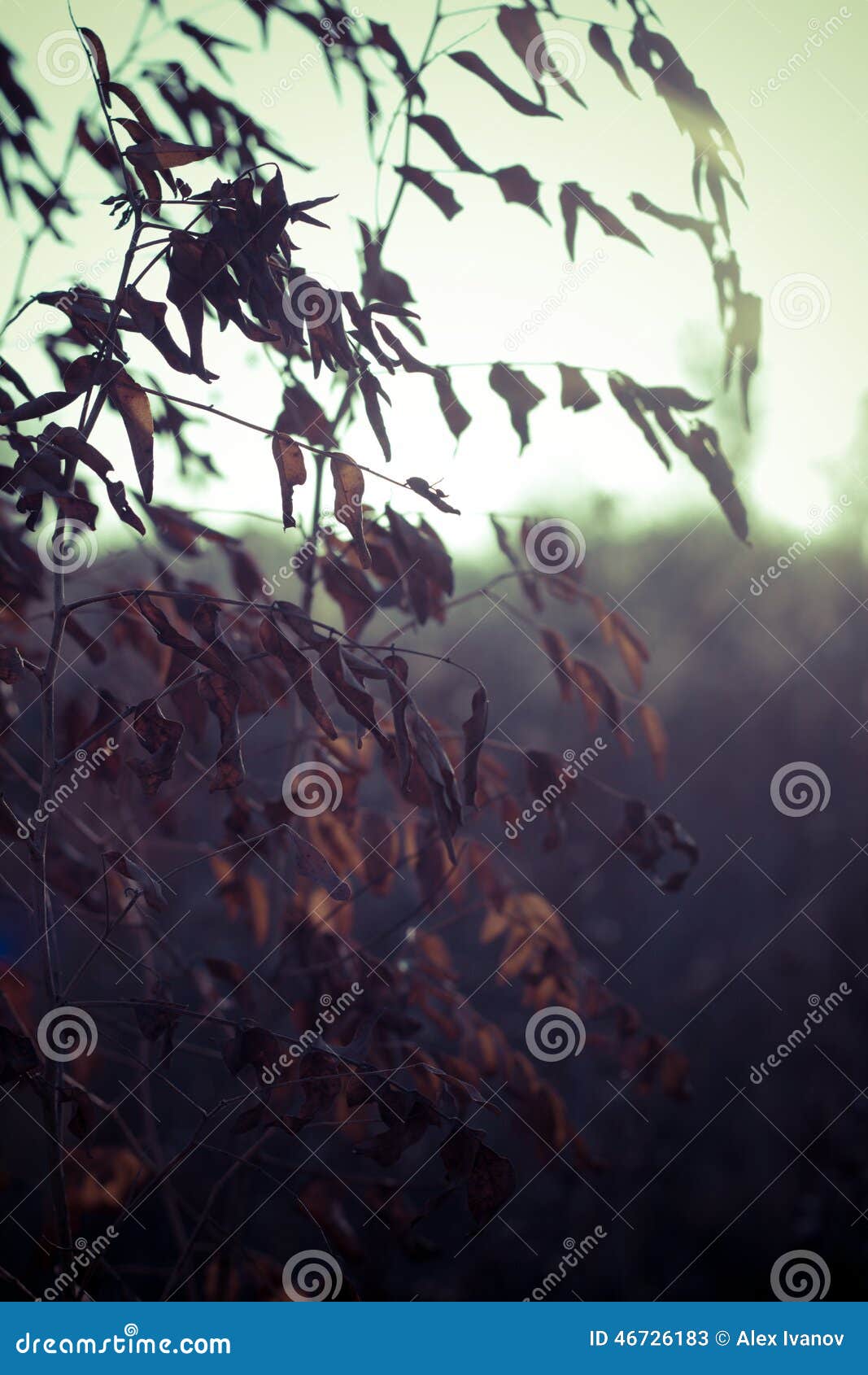 Autumn stock image. Image of mist, shrouded, cold, shade - 46726183