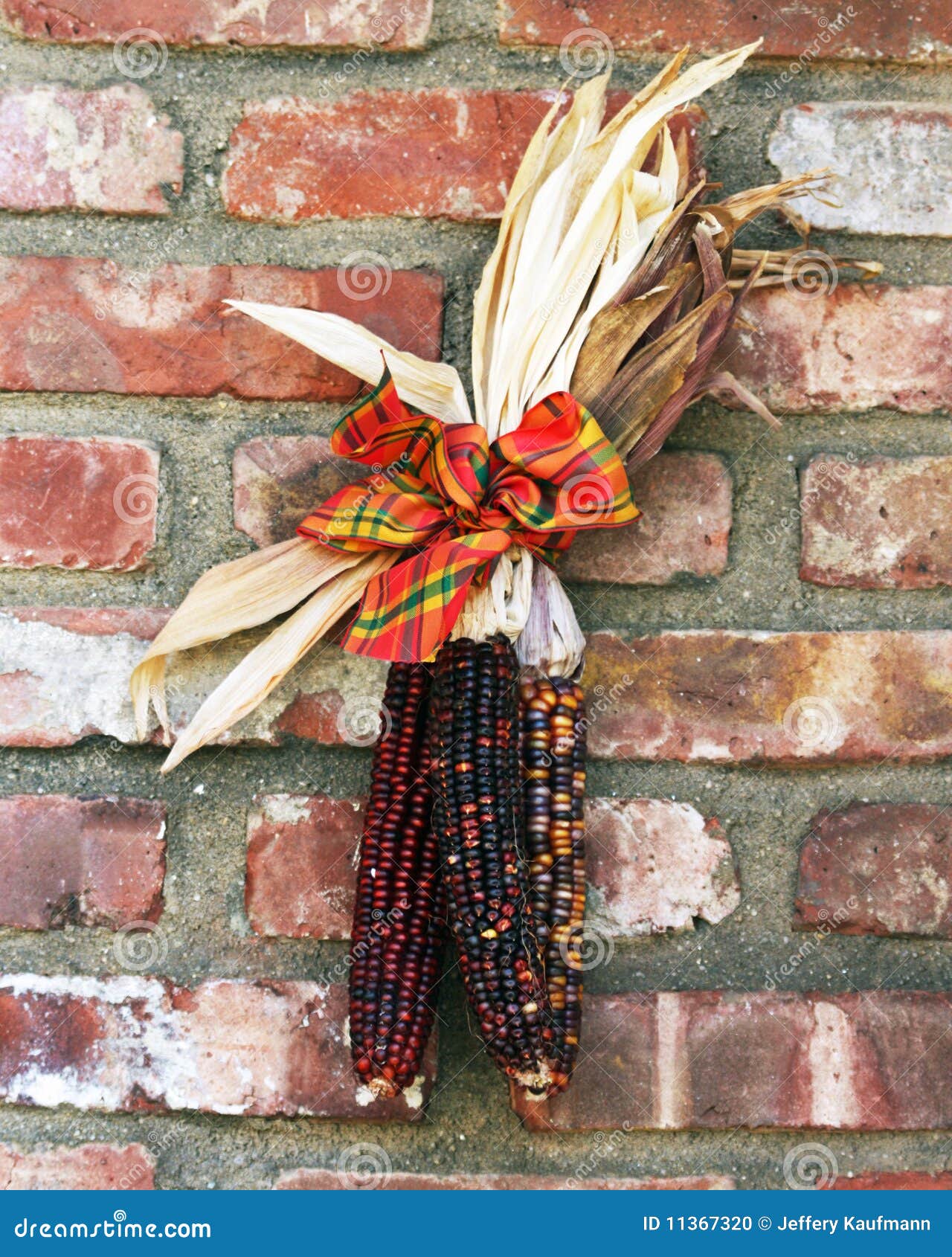 Autumn Corn stock photo. Image of autumn, holiday, fall - 11367320