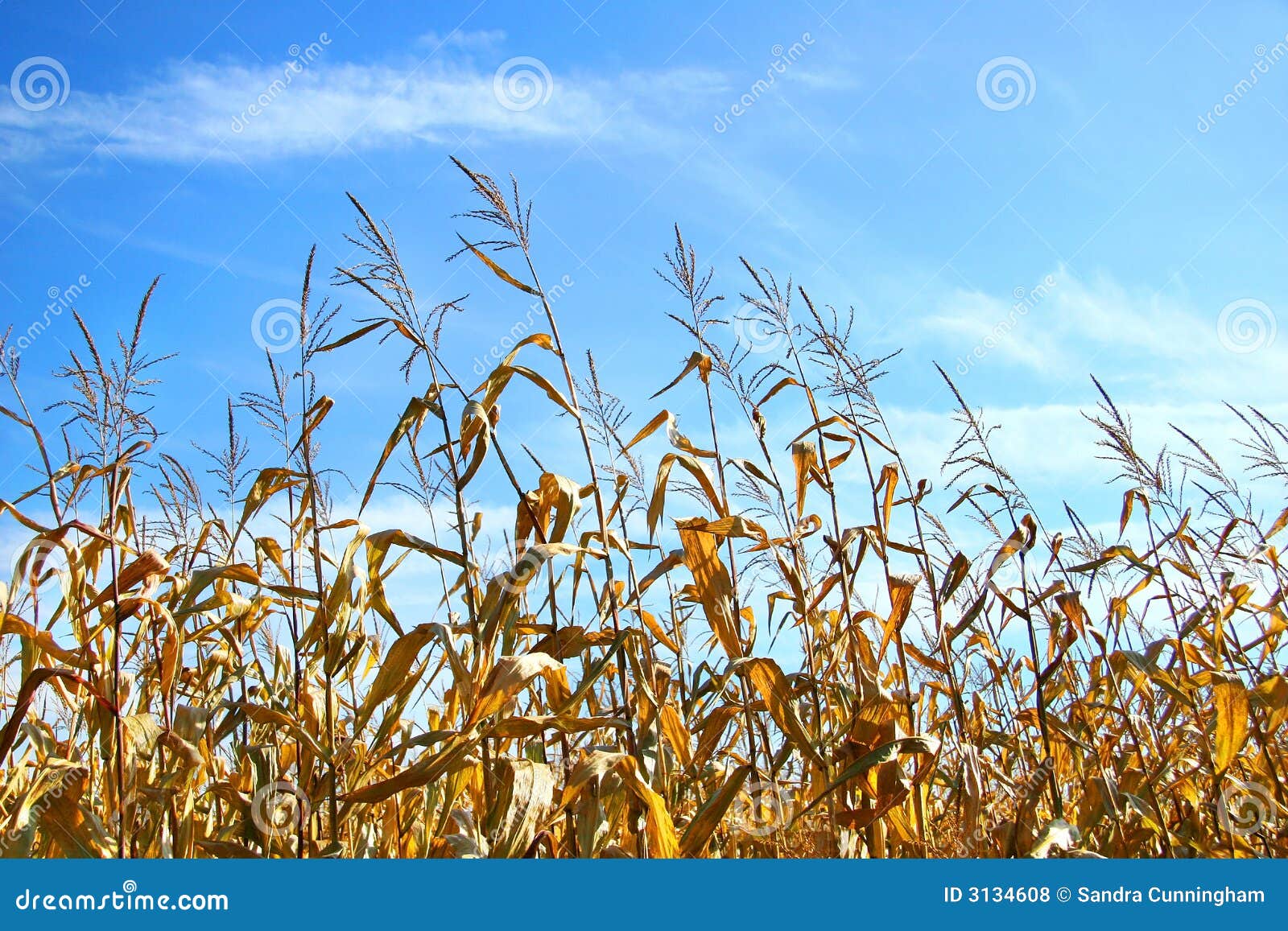 Autumn corn stock photo. Image of clouds, culture, blue - 3134608