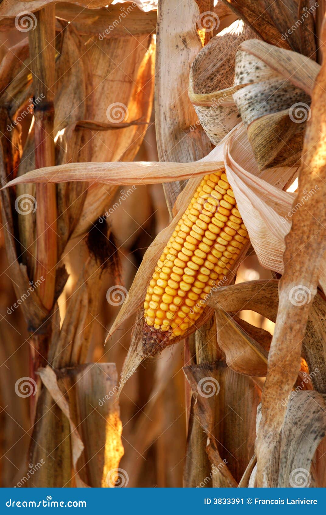Autumn Corn stock image. Image of foods, animals, cereal - 3833391