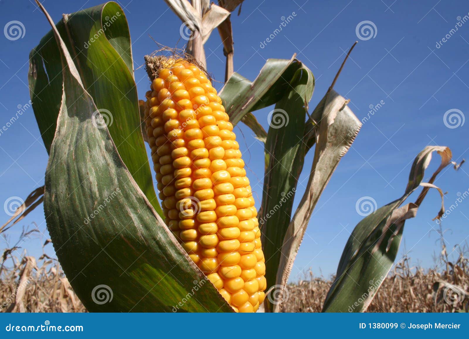 Autumn Corn / Bio-Fuel stock image. Image of agriculture - 1380099