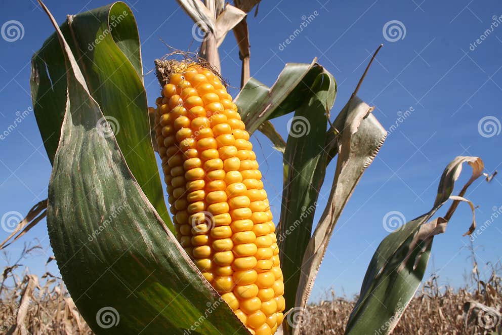 Autumn Corn / Bio-Fuel stock image. Image of agriculture - 1380099