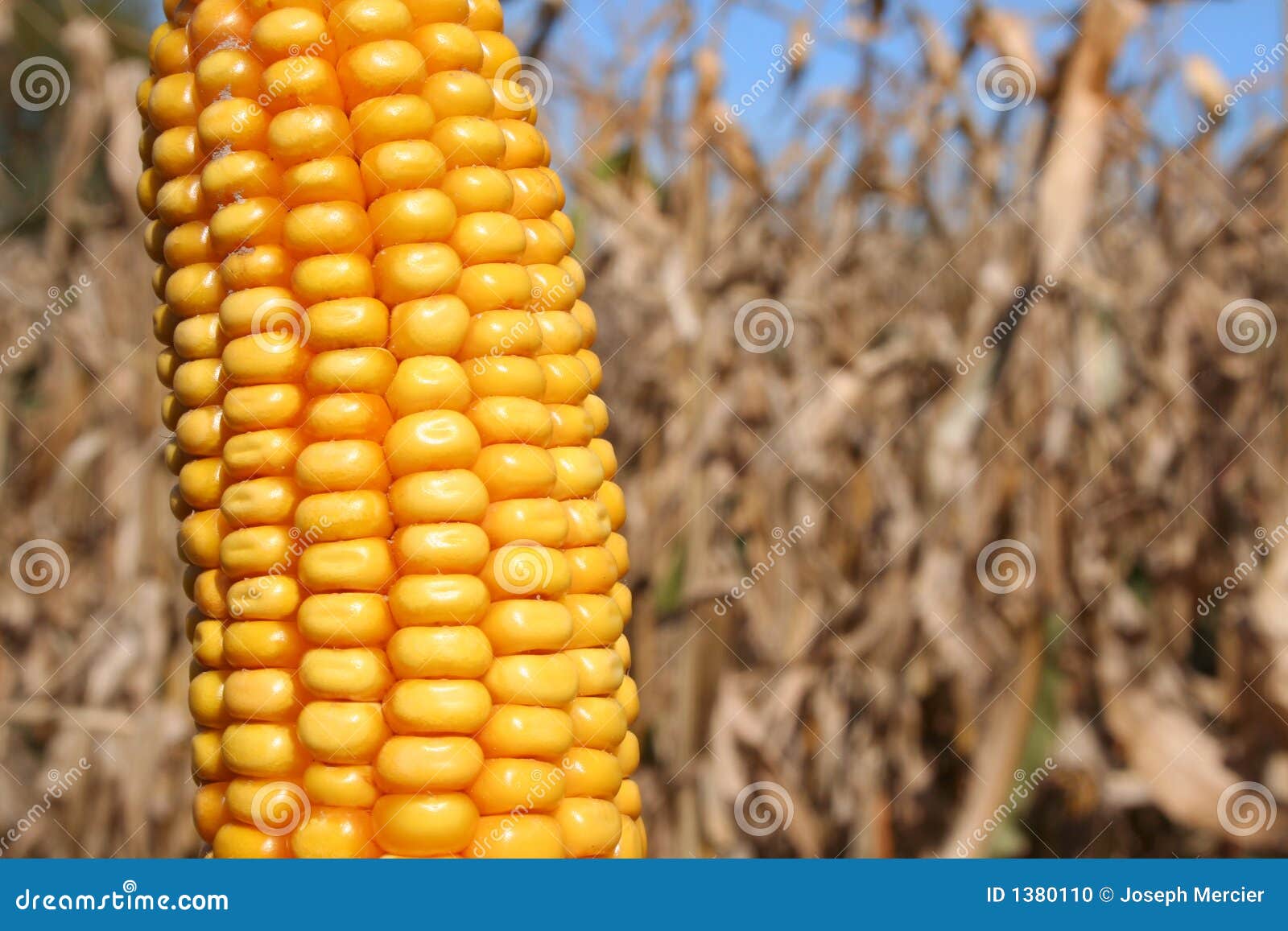 Autumn Corn / Bio-Fuel stock photo. Image of autumn, maize - 1380110
