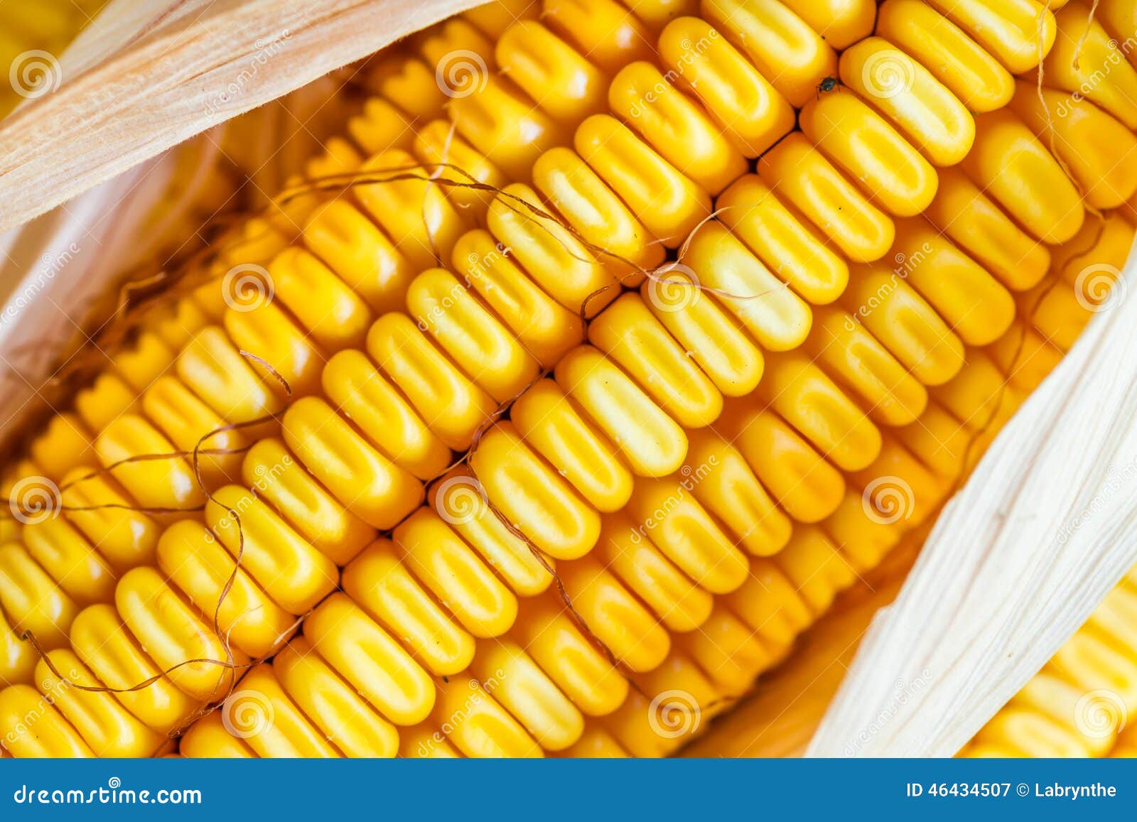 Autumn Corn stock image. Image of orange, dried, golden - 46434507