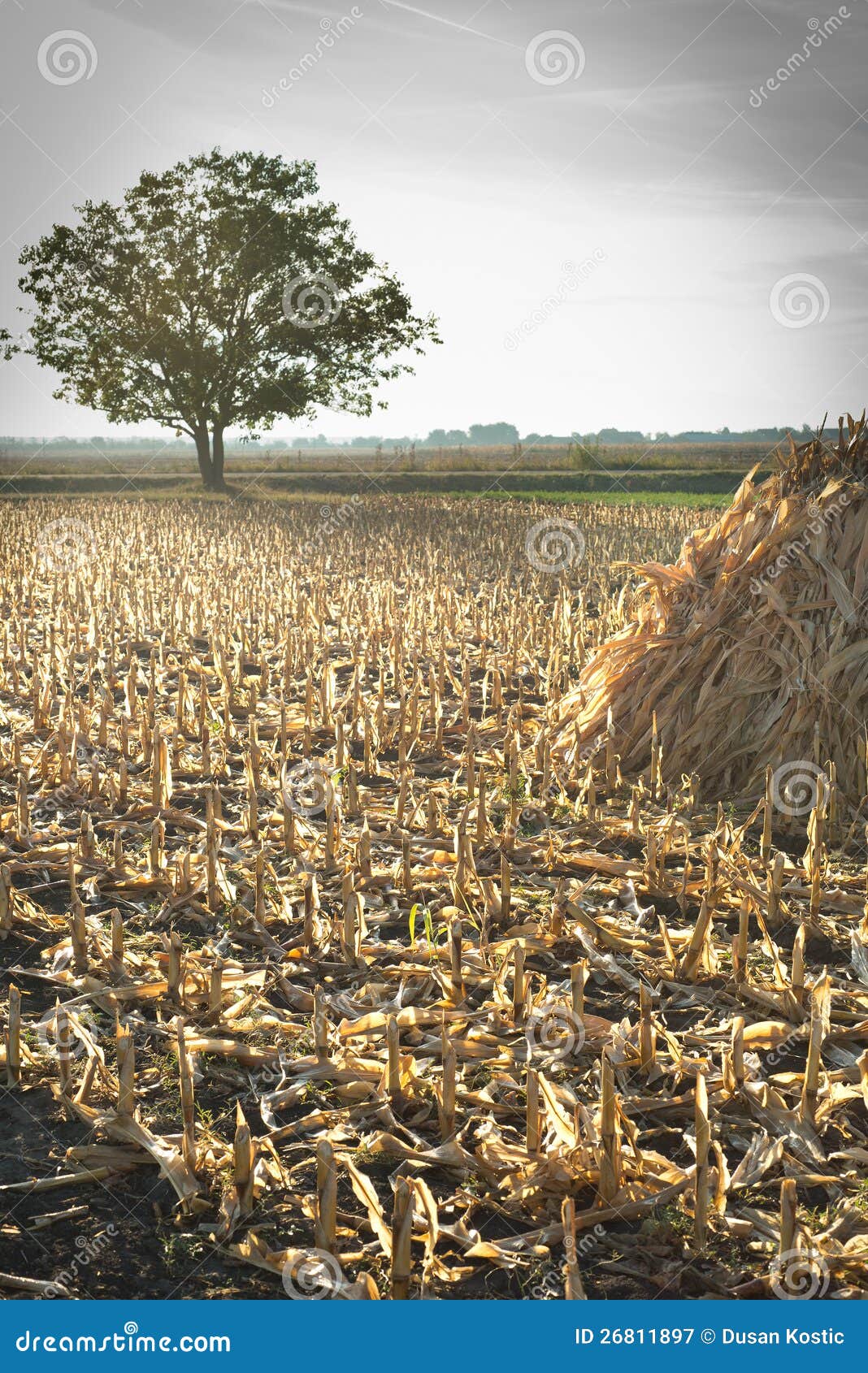 Autumn Corn Field In Pocono Mountains . Stock Photography ...