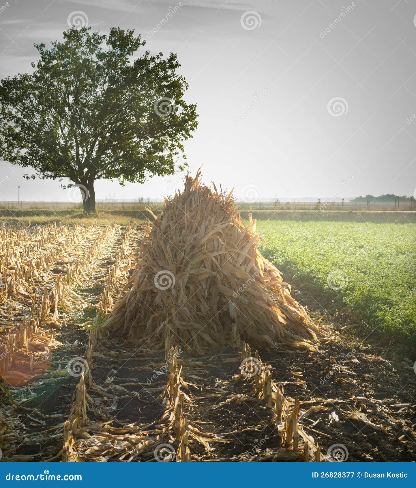 Autumn corn field stock image. Image of grey, farm, cereal - 26828377